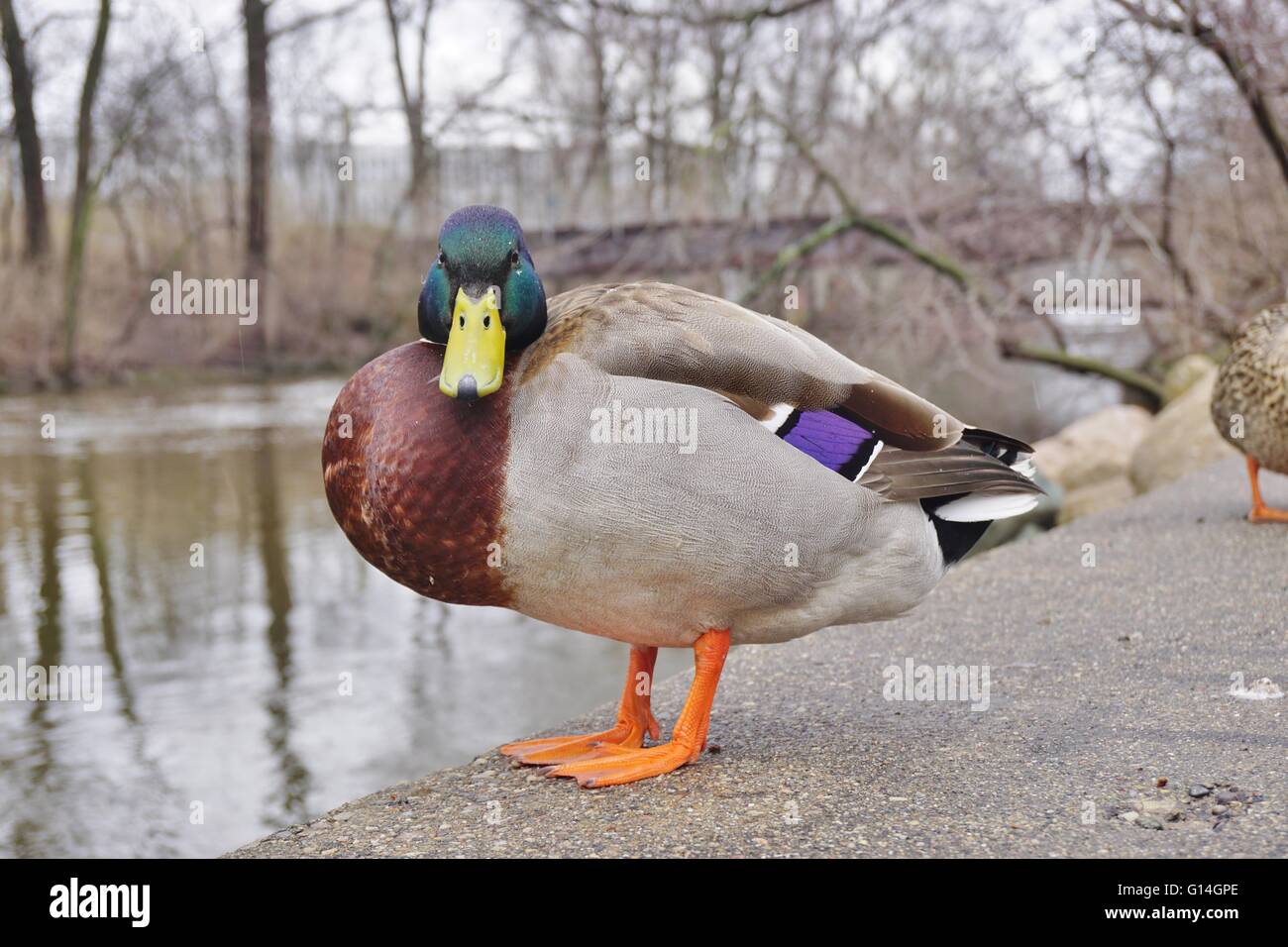 A male mallard duck with green head Stock Photo - Alamy