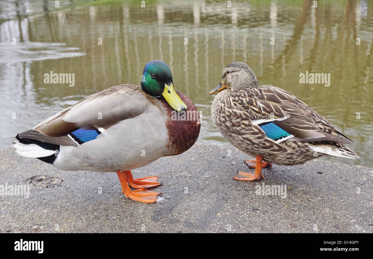 A mallard duck couple Stock Photo - Alamy