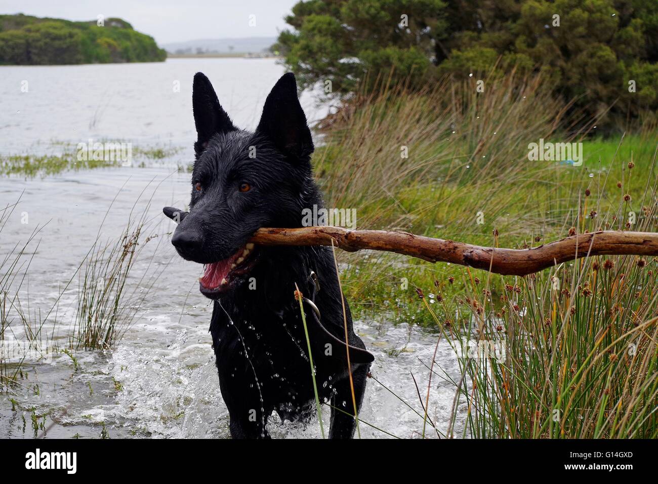 Black dog branch lake hi-res stock photography and images - Alamy