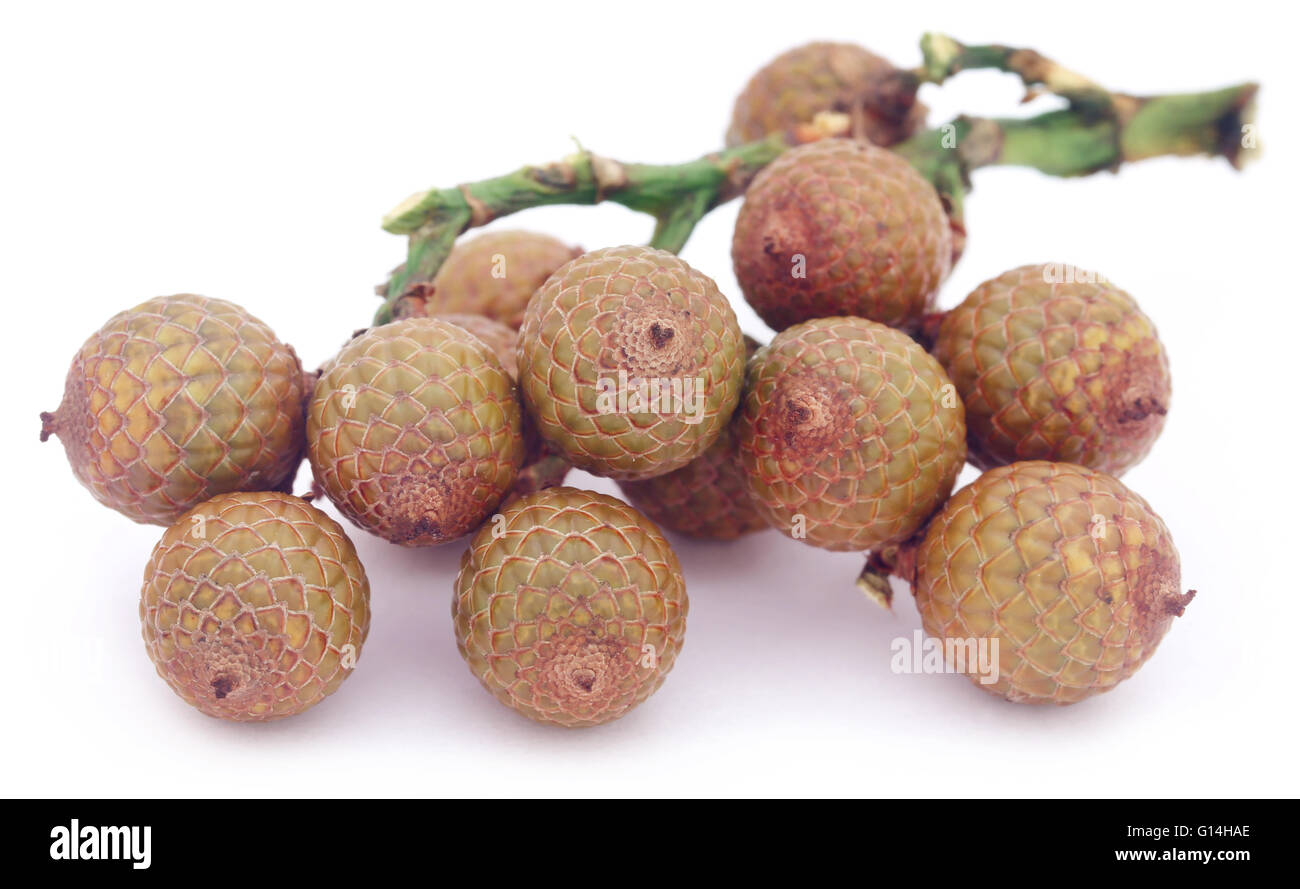 Tropical Calamus palm fruits over white background Stock Photo - Alamy