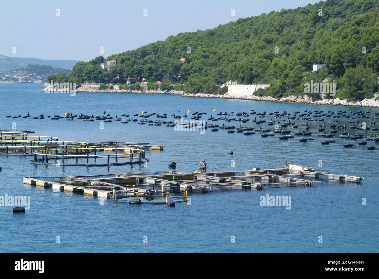 Primosten fish hi-res stock photography and images - Alamy