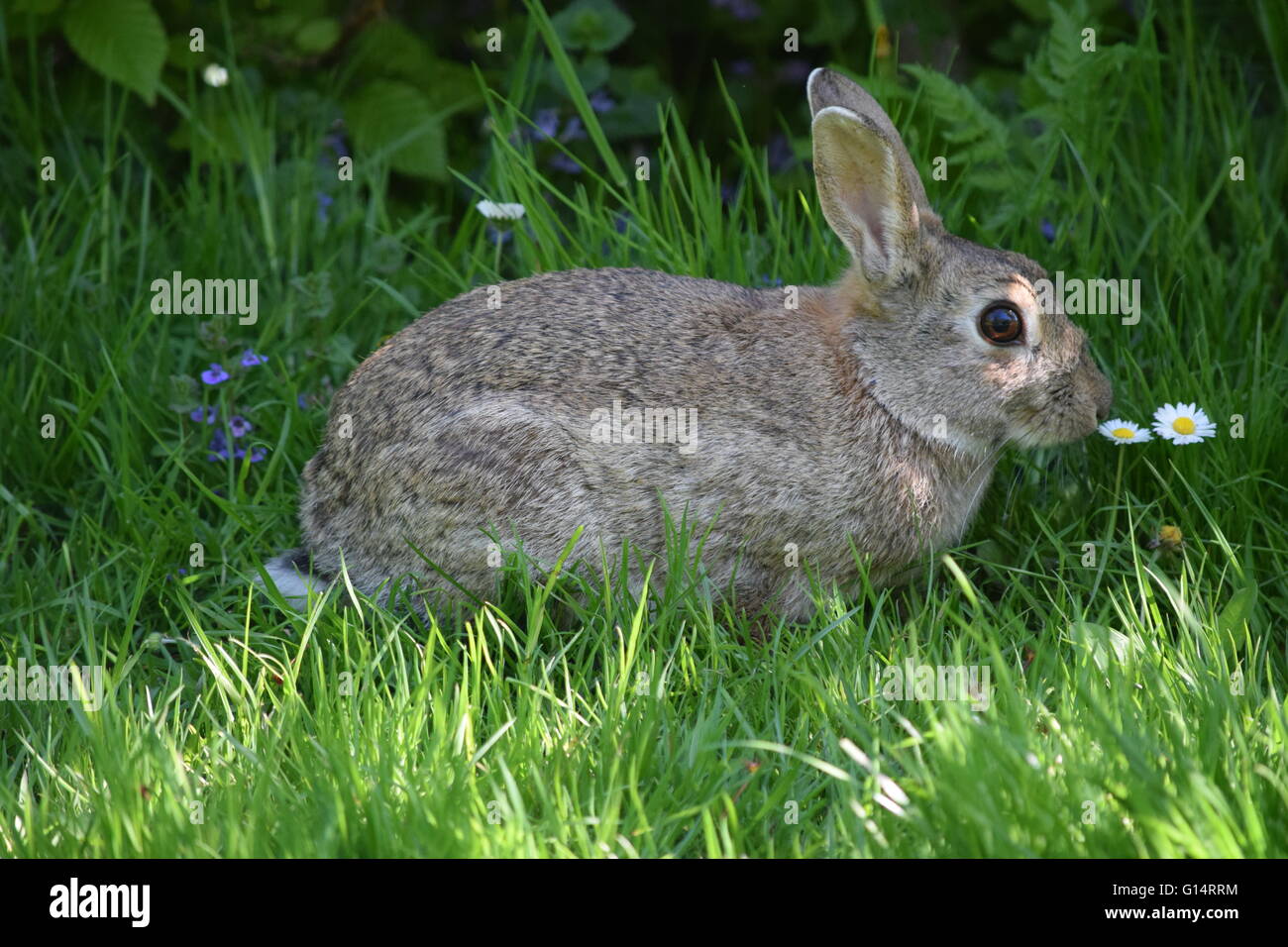 a rabbit in the grass Stock Photo - Alamy