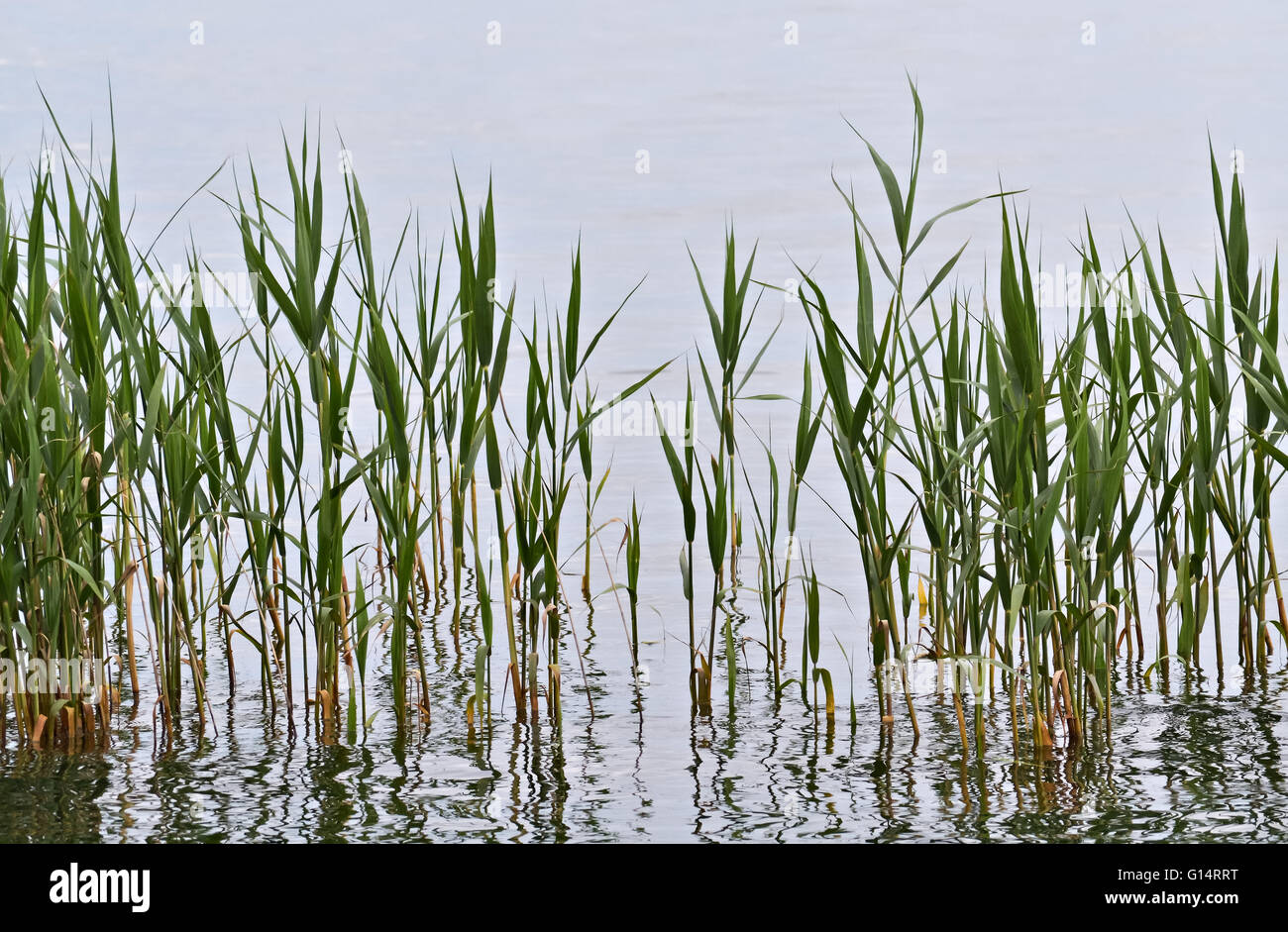 Green reed in the lake in a beautiful spring day Stock Photo - Alamy