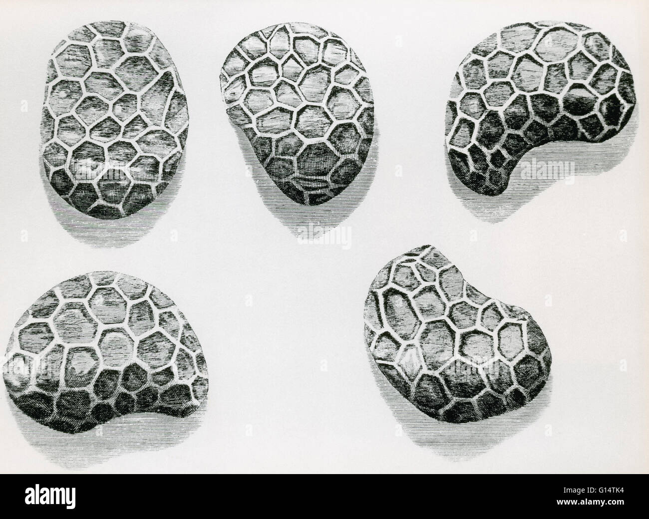 Robert hooke drawing hi-res stock photography and images - Alamy