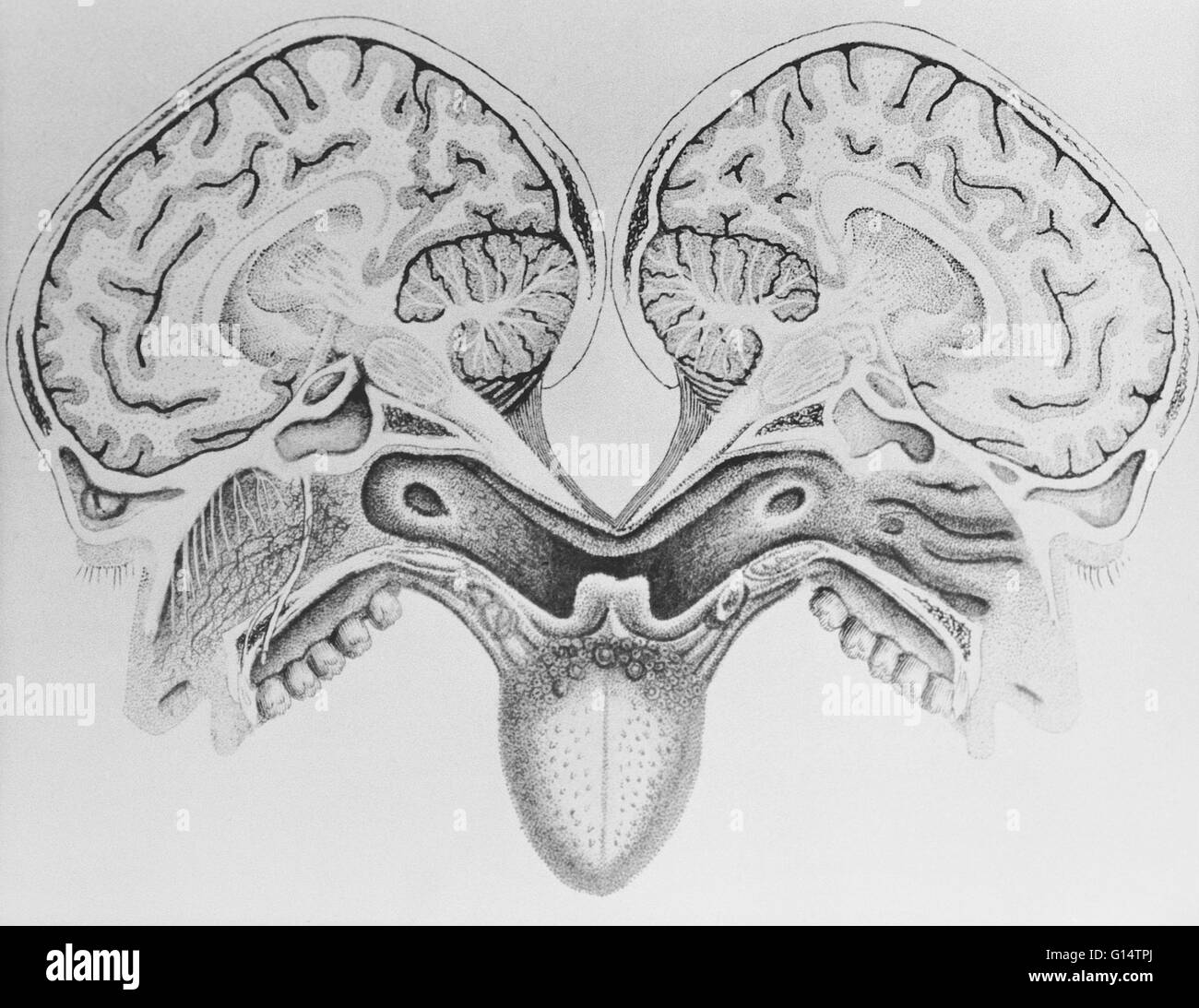 Cross section of the head hi-res stock photography and images - Alamy