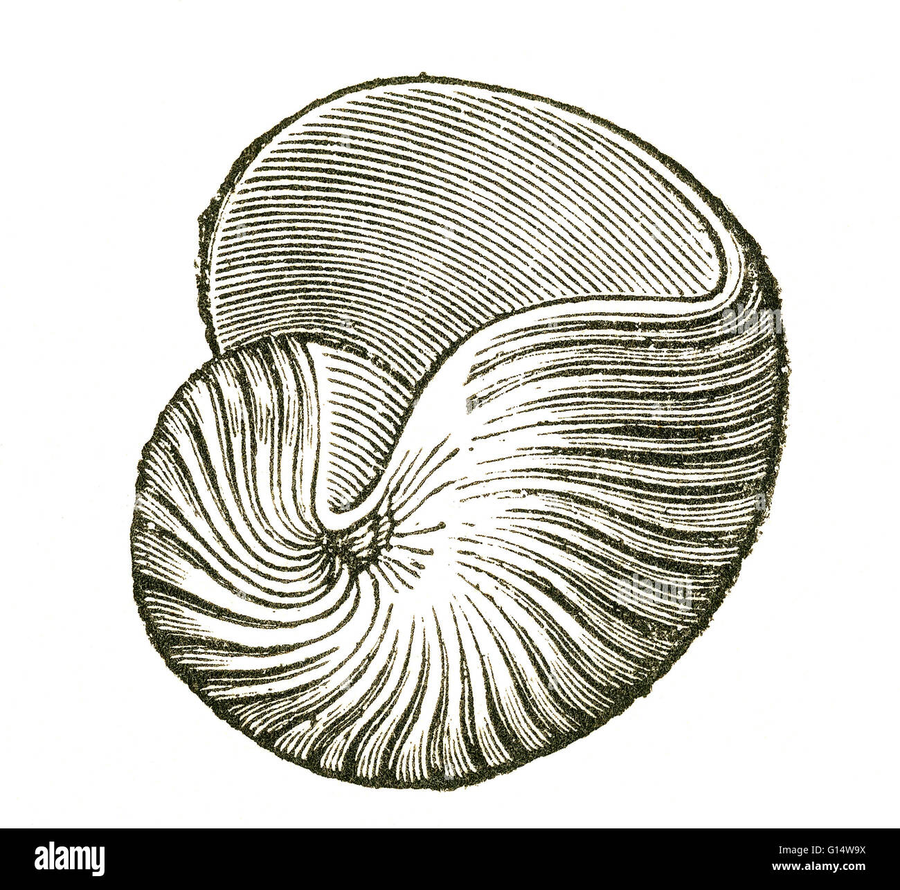 Shell of an extinct gastropod (Bellerophon costatus) that lived during ...