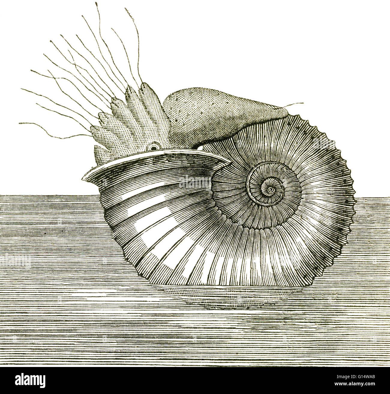 Ammonite ammonoid fossil High Resolution Stock Photography and Images ...