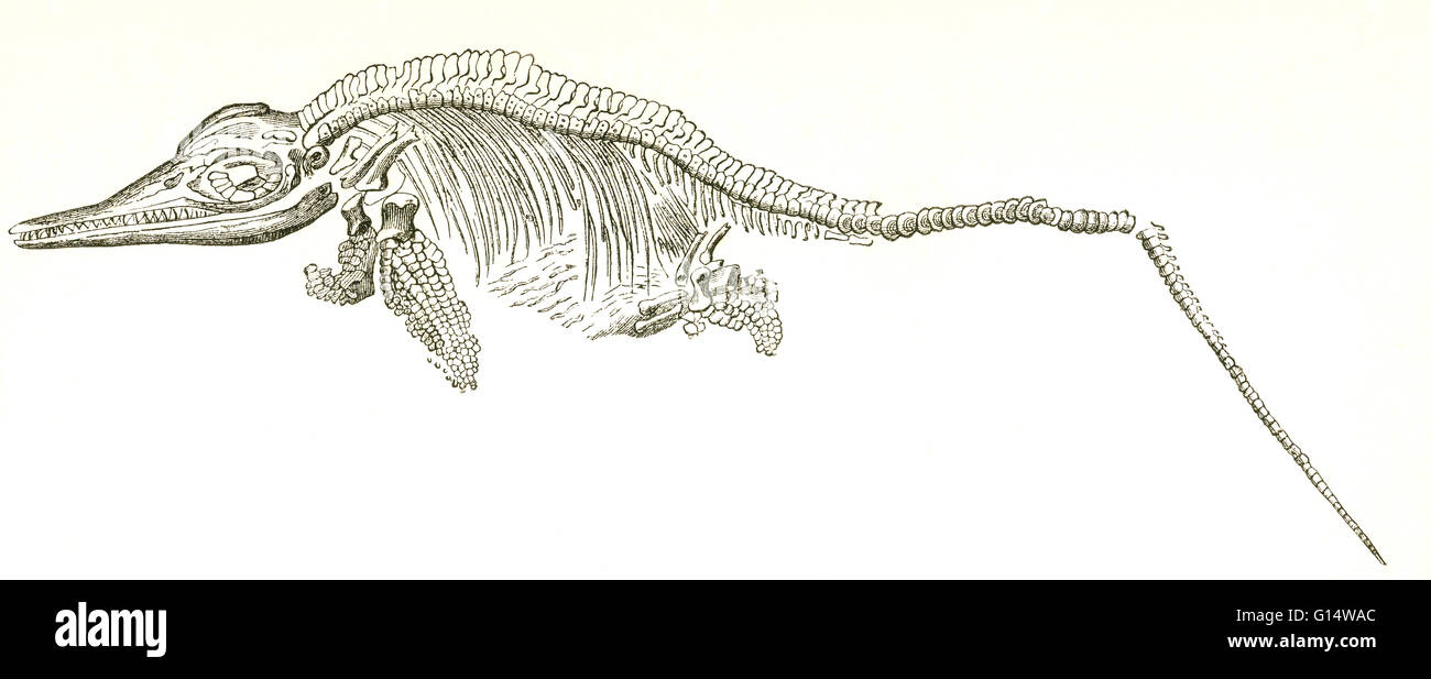 Ichthyosaur Fossil
