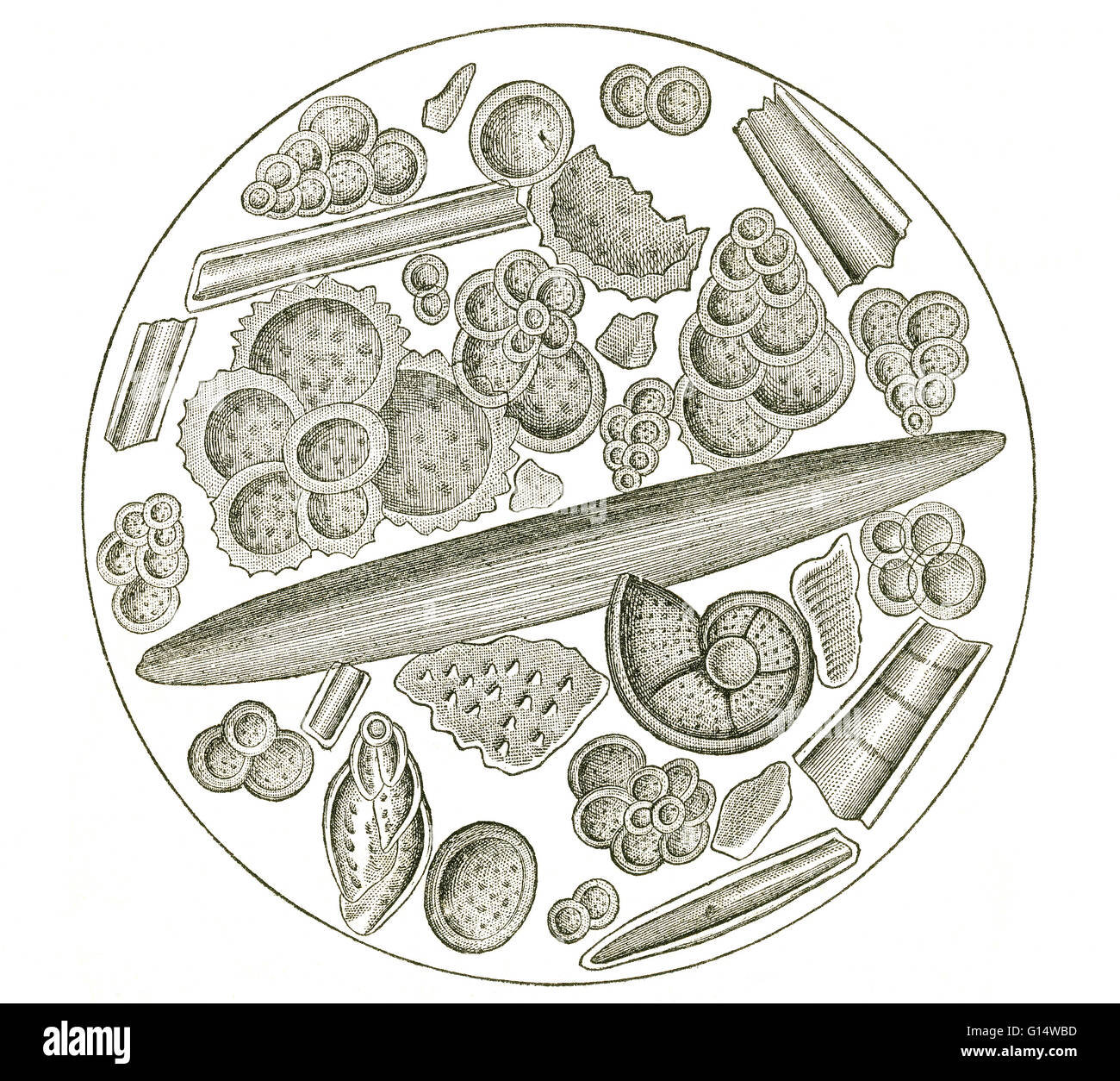 Zoophytes hi-res stock photography and images - Alamy