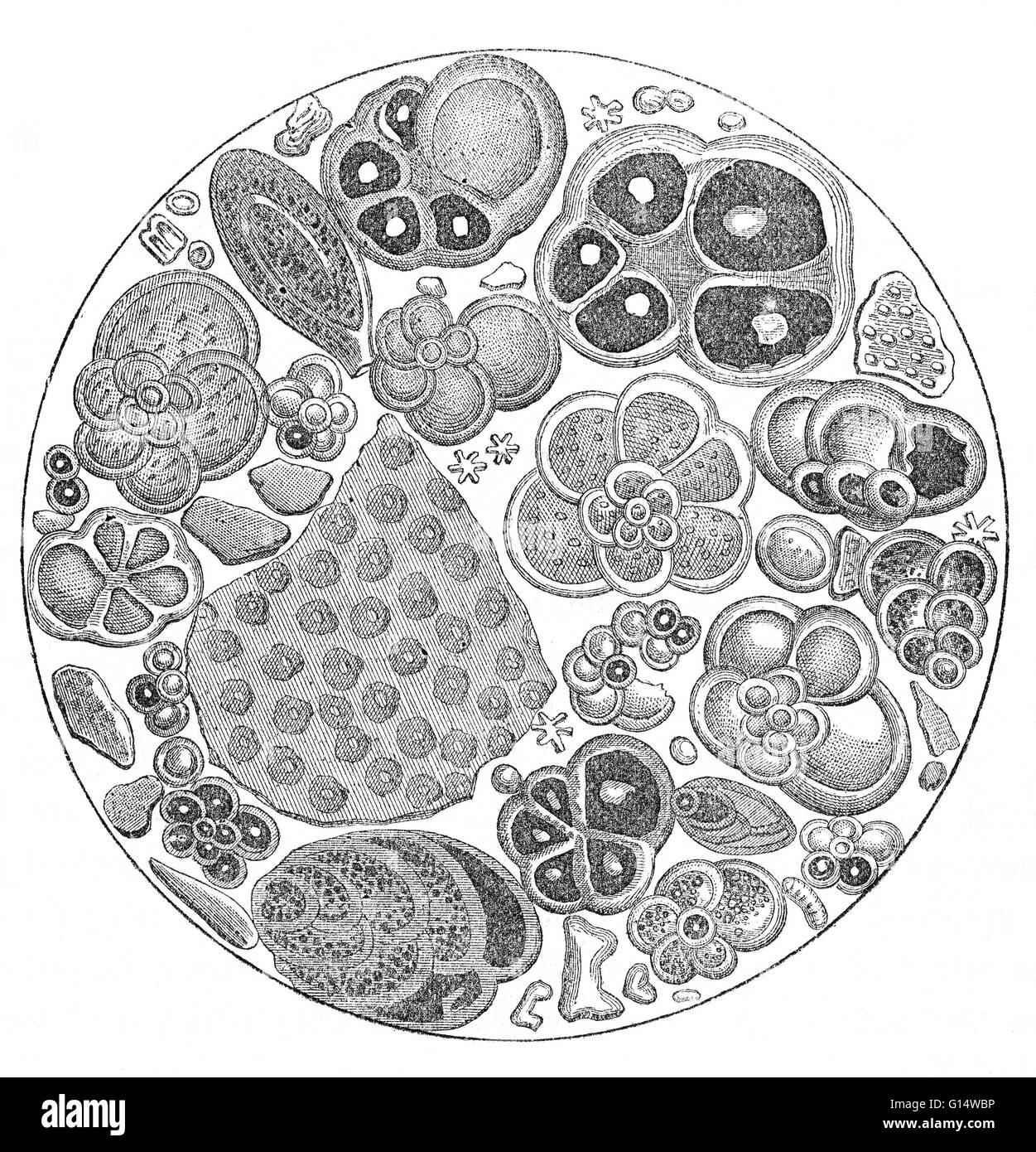 Foraminifera and other zoophytes, magnified, from the chalk of a ...