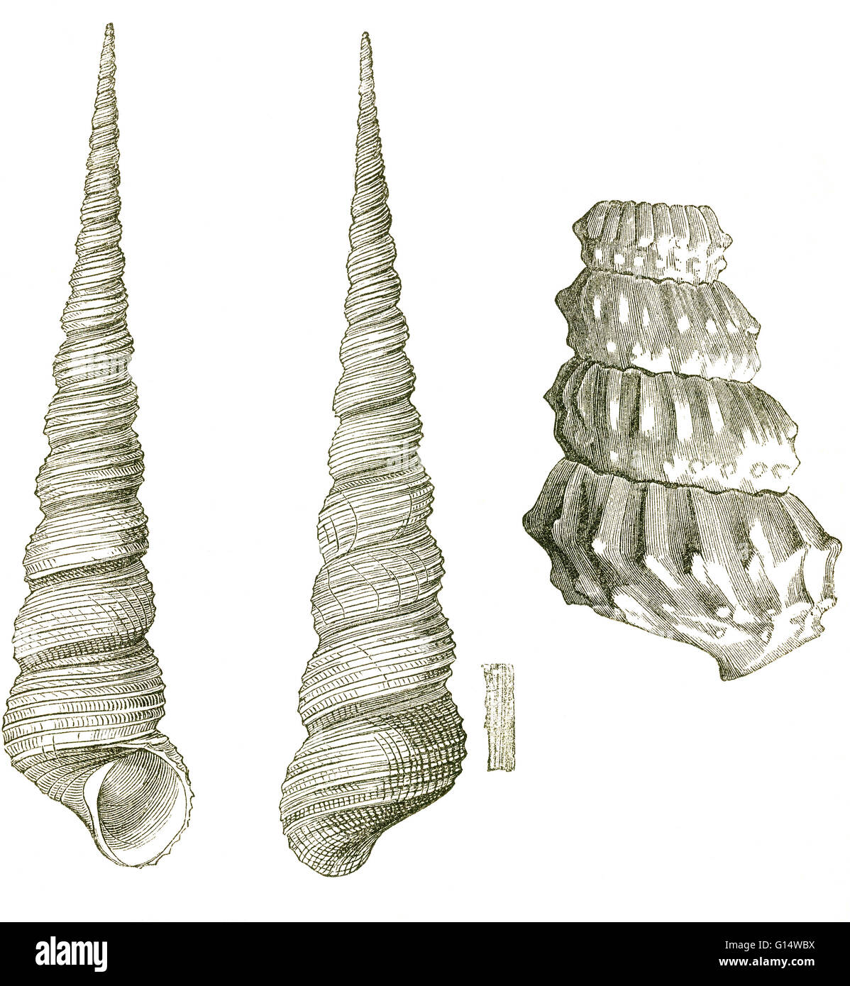 On the left, two views of a shell of Turritella terebra, a modern-day ...