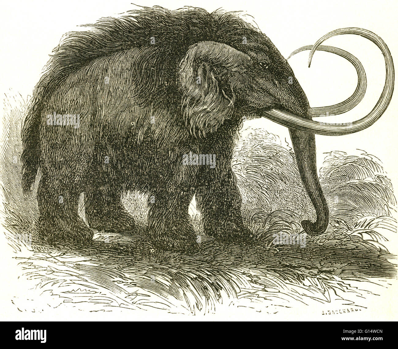 Woolly Mammoth Illustration