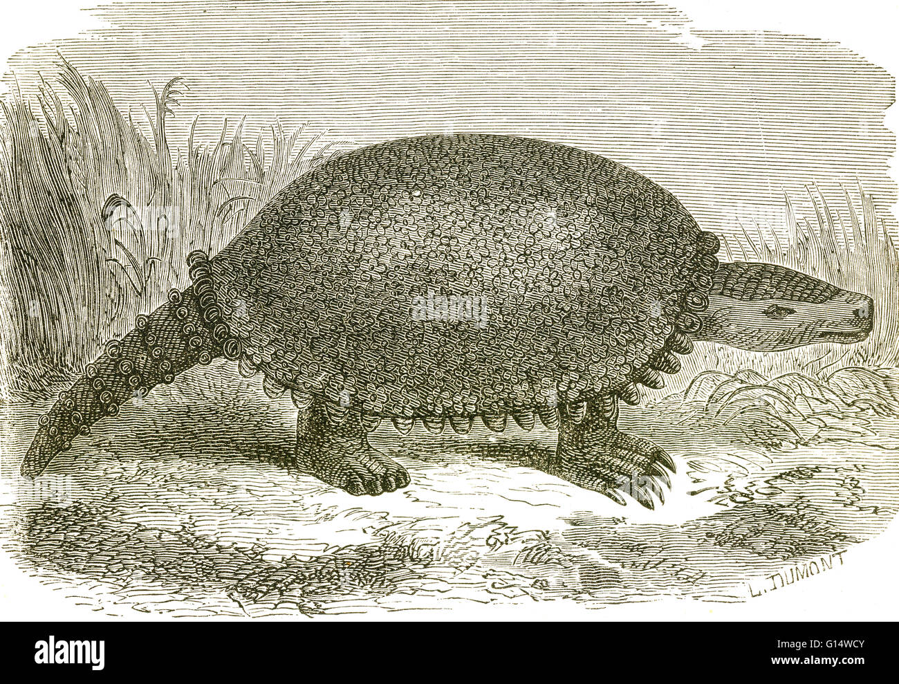 Glyptodontidae hi-res stock photography and images - Alamy