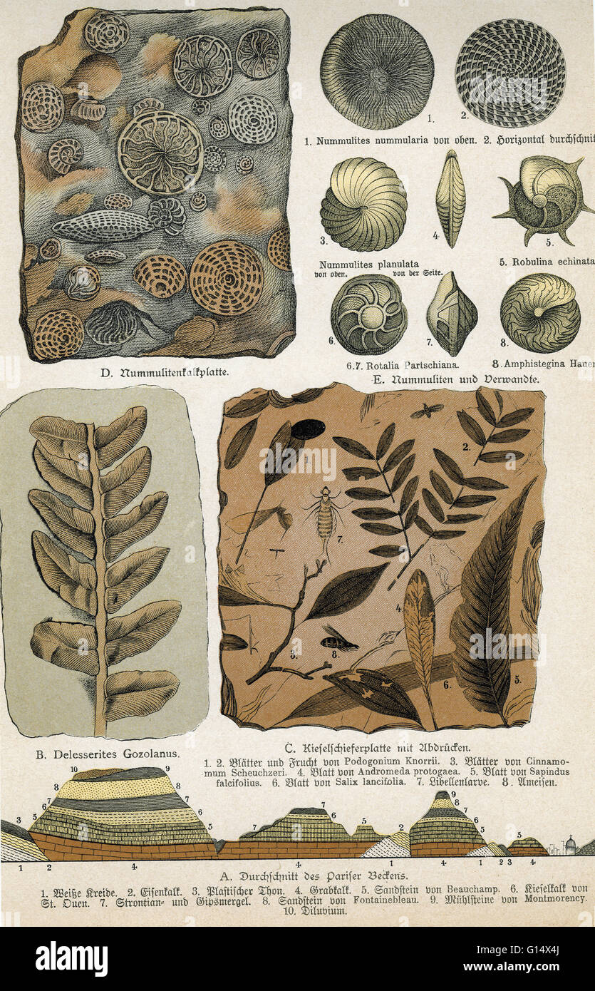 Fossils hi-res stock photography and images - Alamy