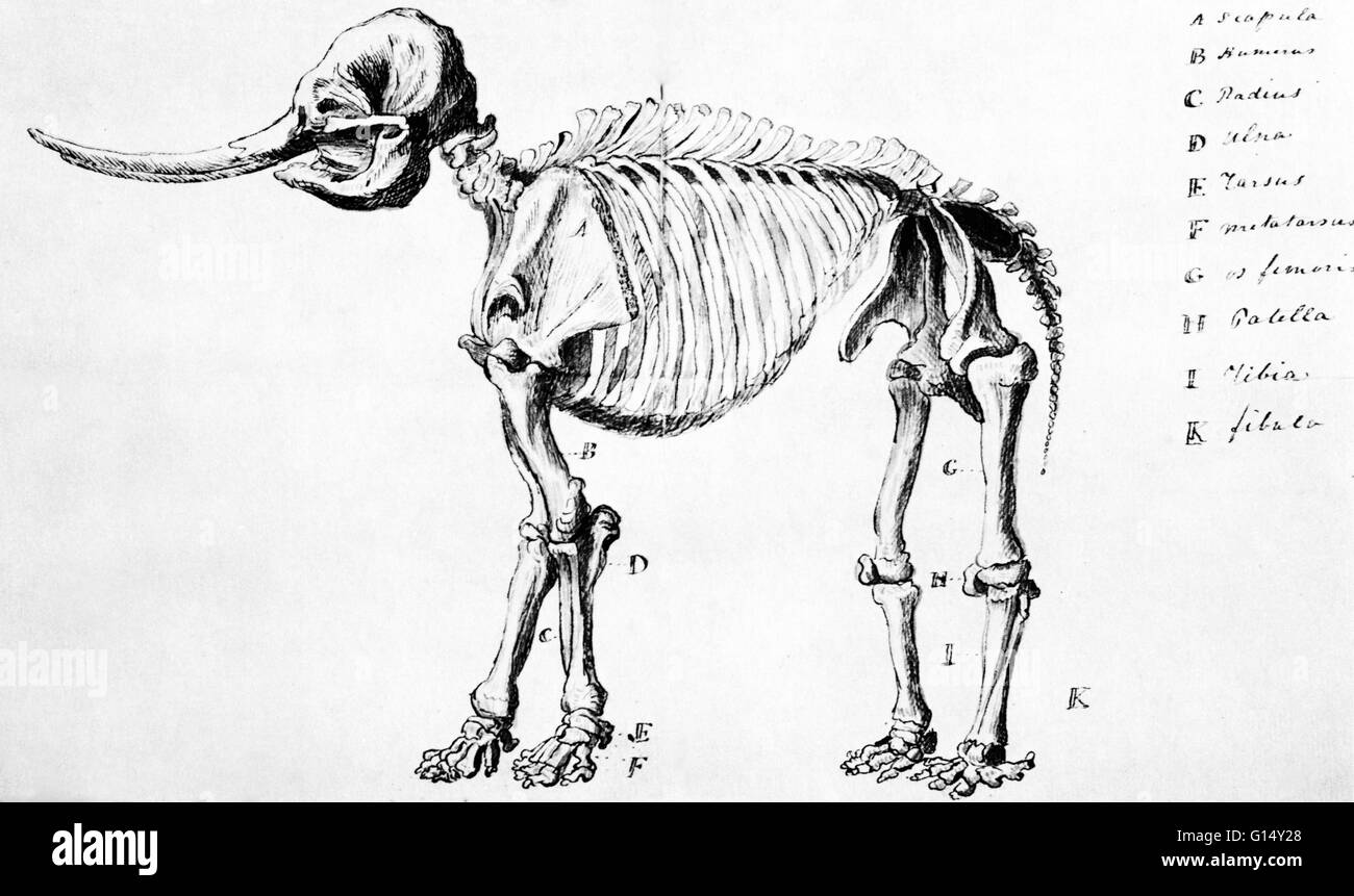 Mastodon skeleton (detail) (1801), by Rembrandt Peale (1778 - 1860 ...