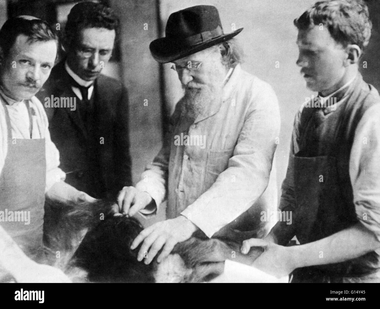 Ilya Ilyich (Eli) Mechnikov (1845-1916), Russian biologist, shown here ...