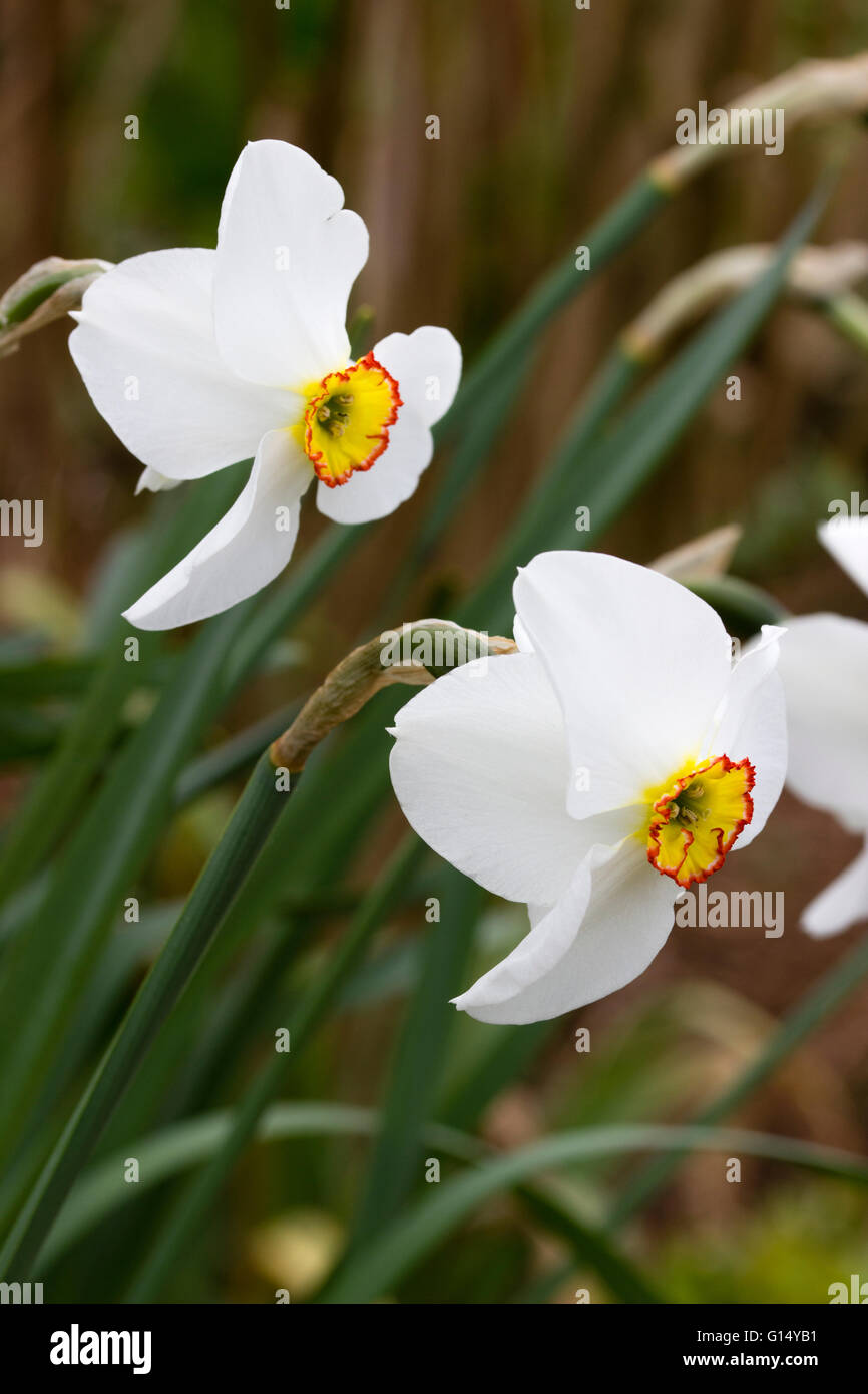 Red stilton hi-res stock photography and images - Alamy