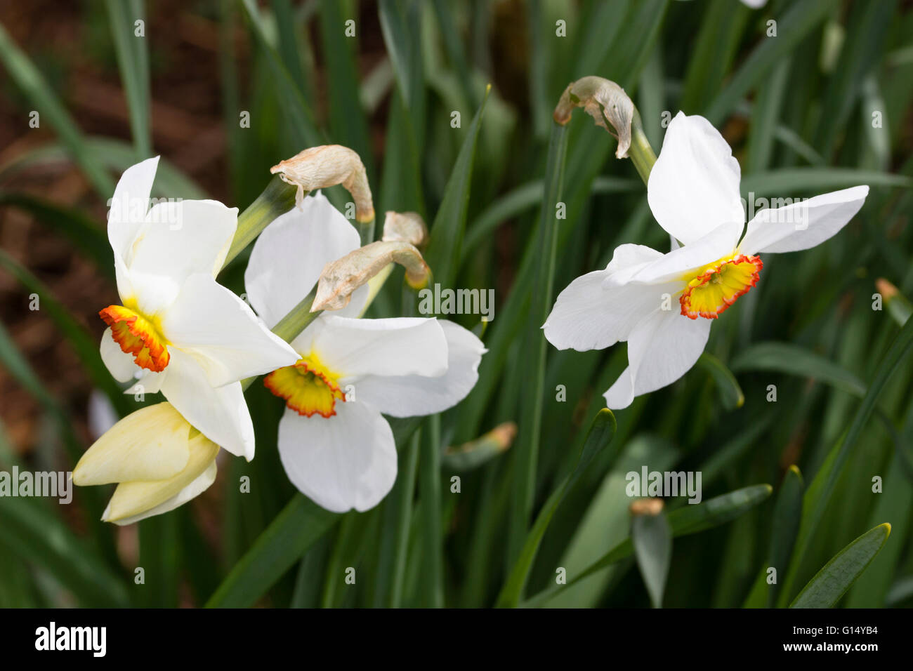 Red stilton hi-res stock photography and images - Alamy