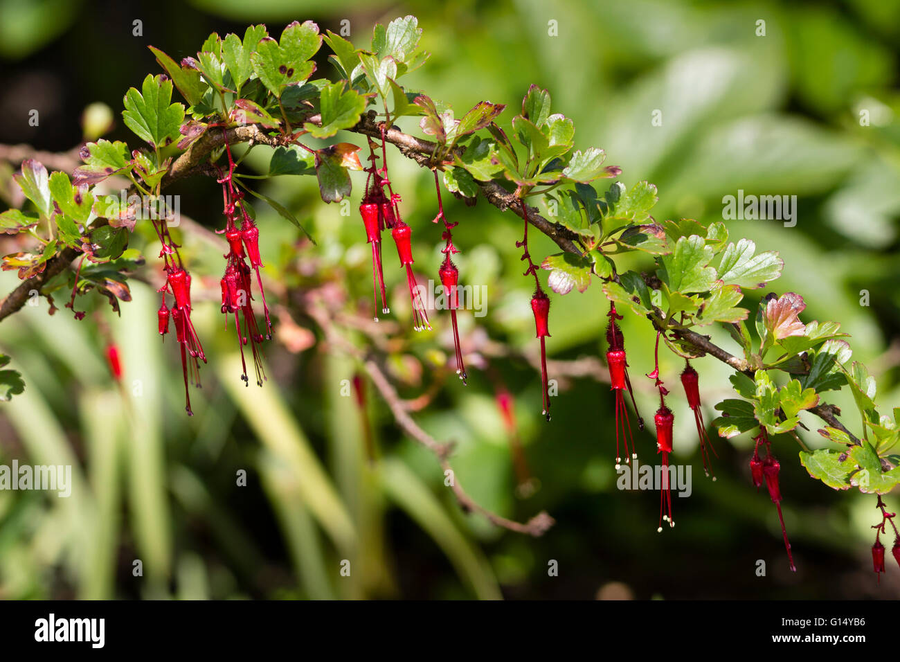Currant shrub hi-res stock photography and images - Alamy