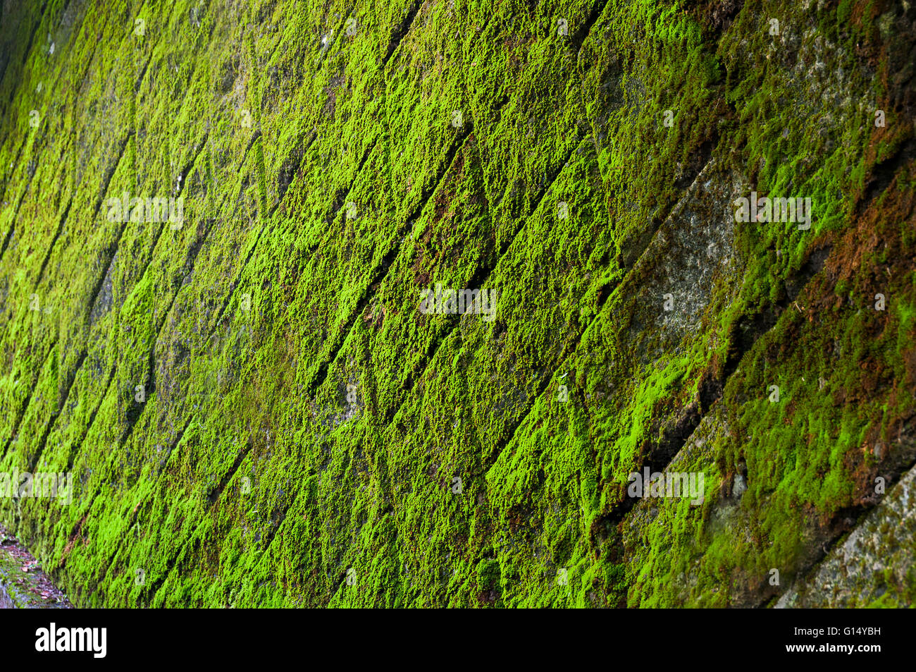 Green mossy wall surrounding the budhist temple Stock Photo - Alamy