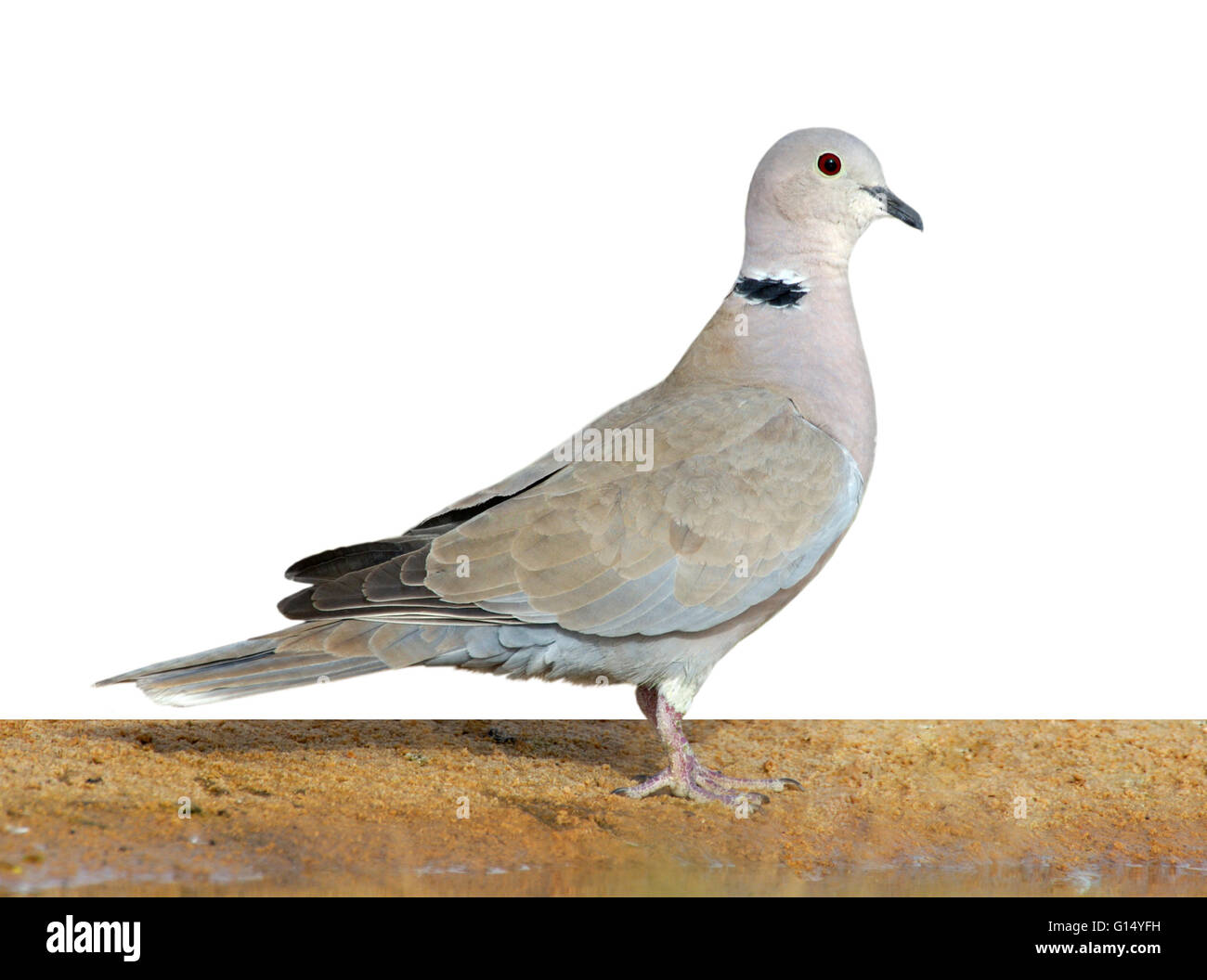 Collared Dove - Streptopelia decaocto Stock Photo - Alamy