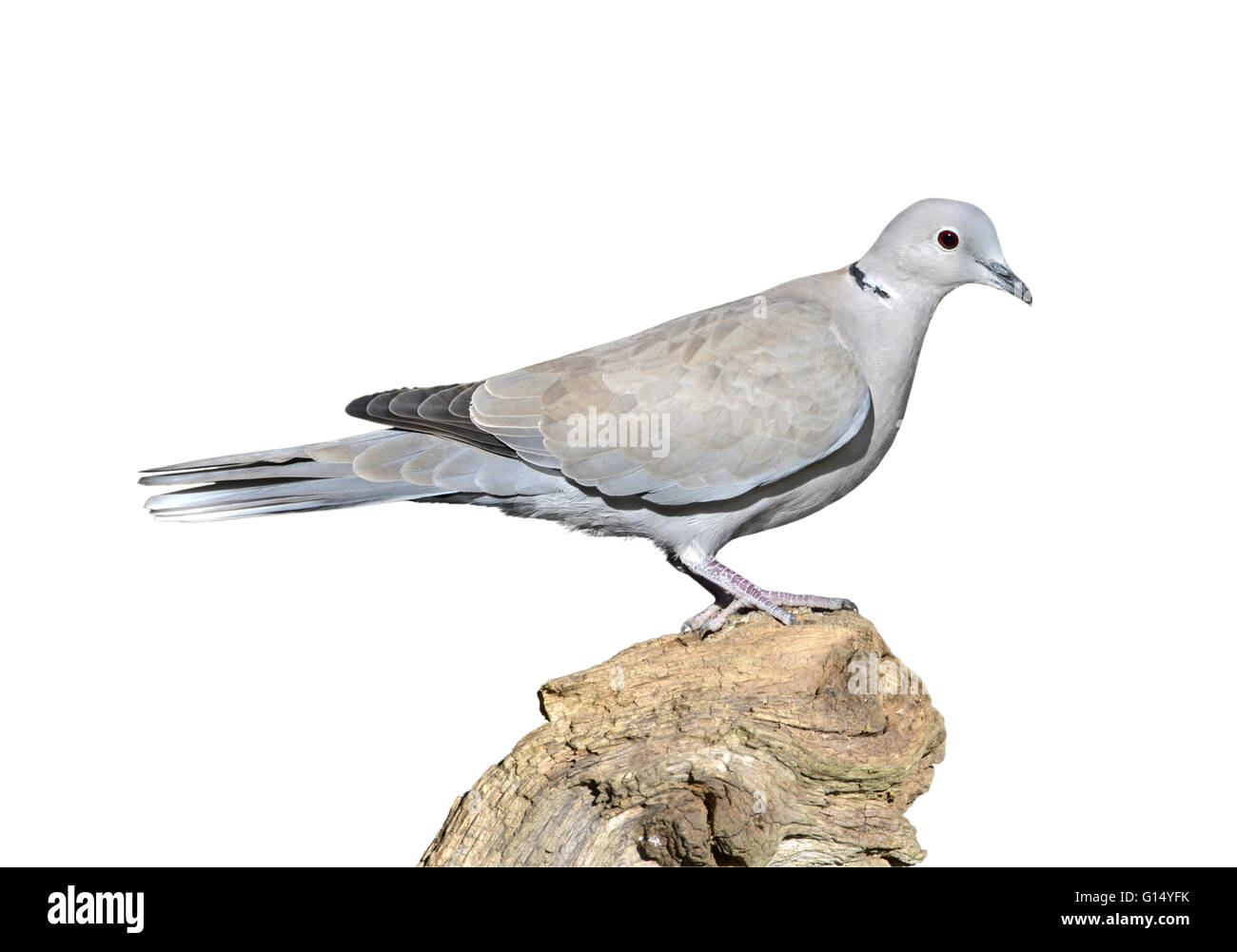 Collared Dove - Streptopelia decaocto Stock Photo - Alamy