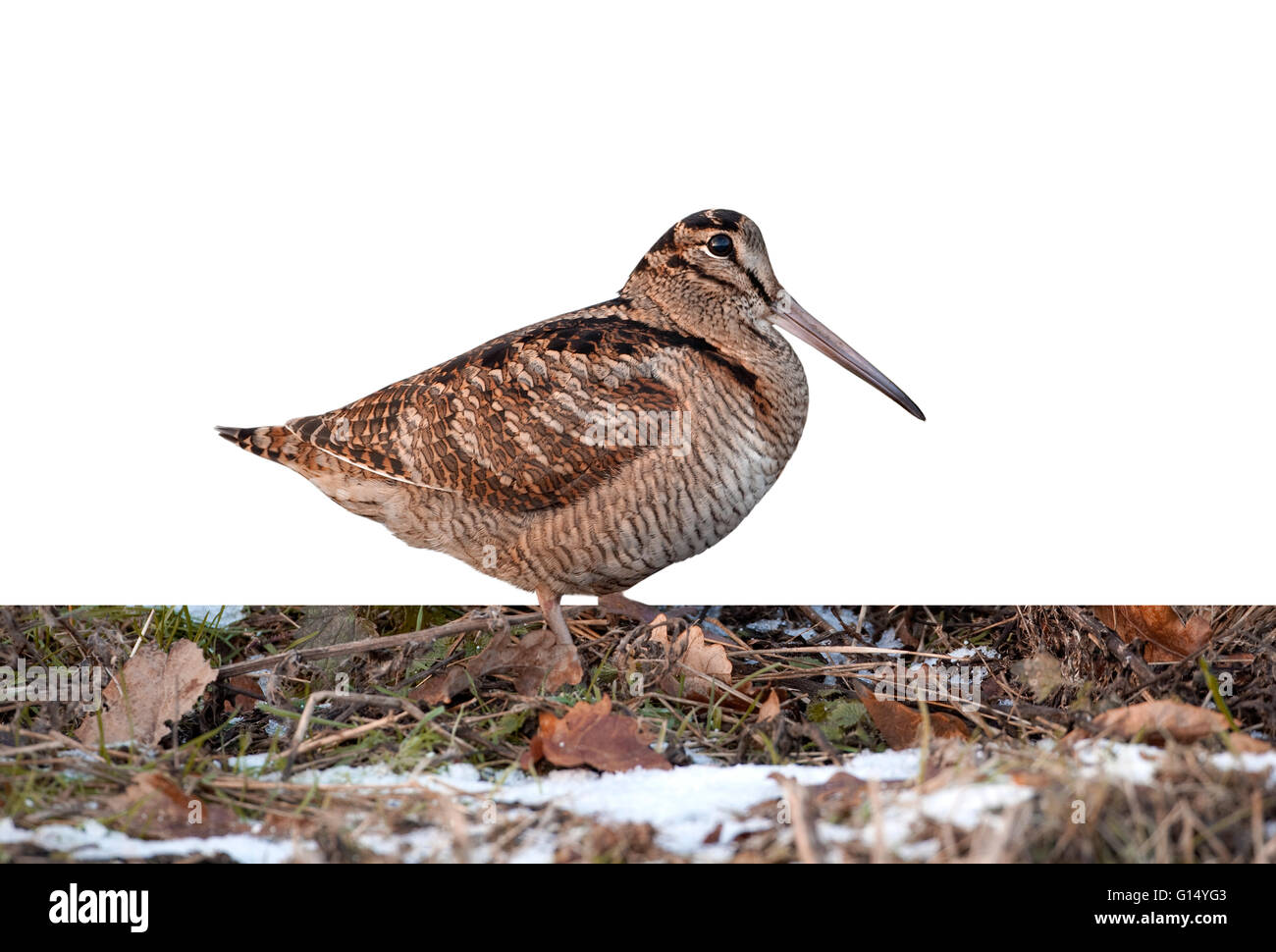 Woodcock - Scolopax rusticola Stock Photo - Alamy