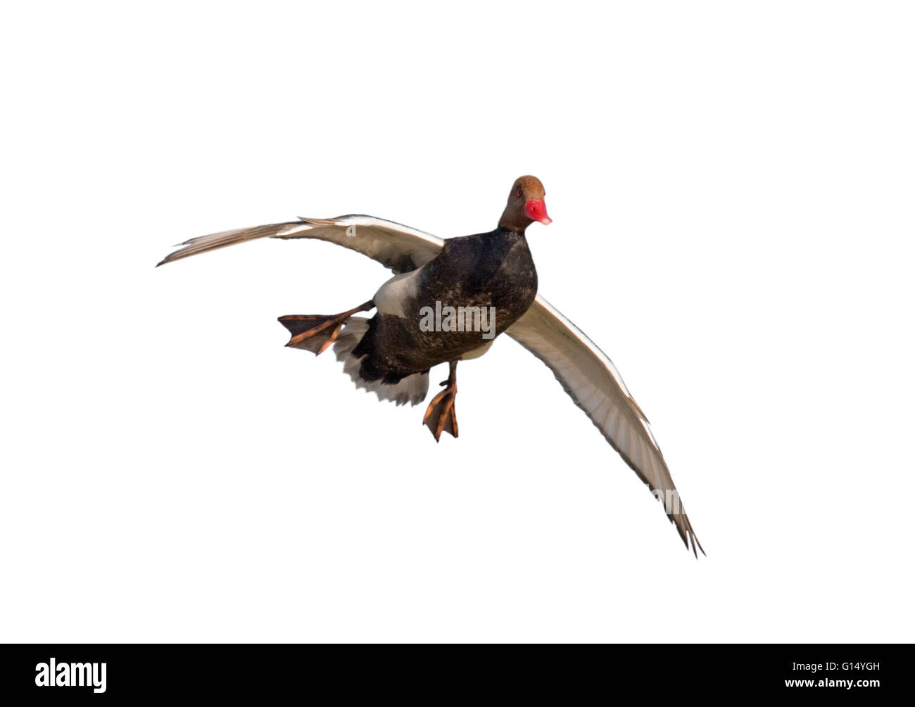 Male cut out Cut Out Stock Images & Pictures - Alamy