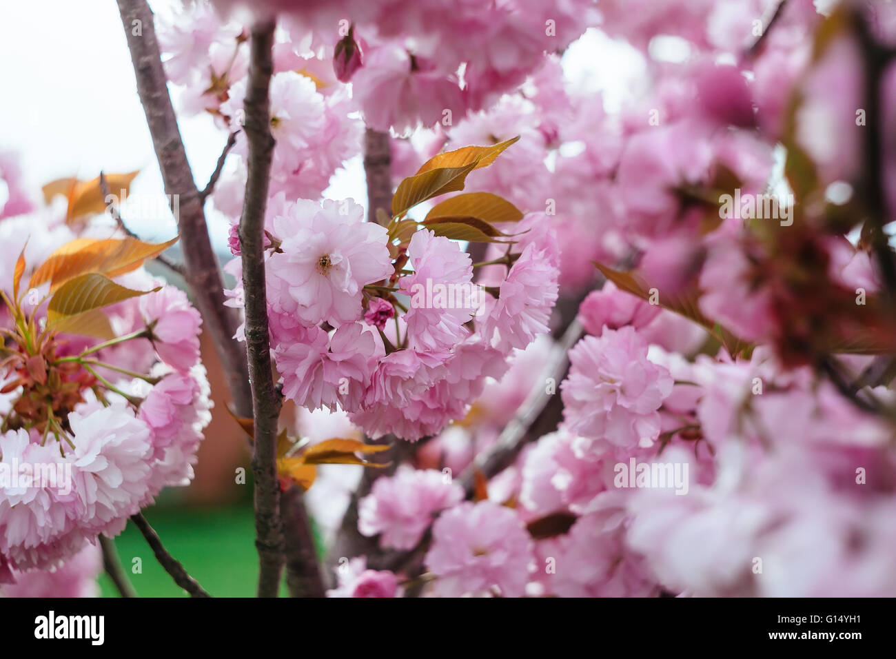 Beautiful flower cherry Blossom or sakura, Sakura Flower or Cherry ...