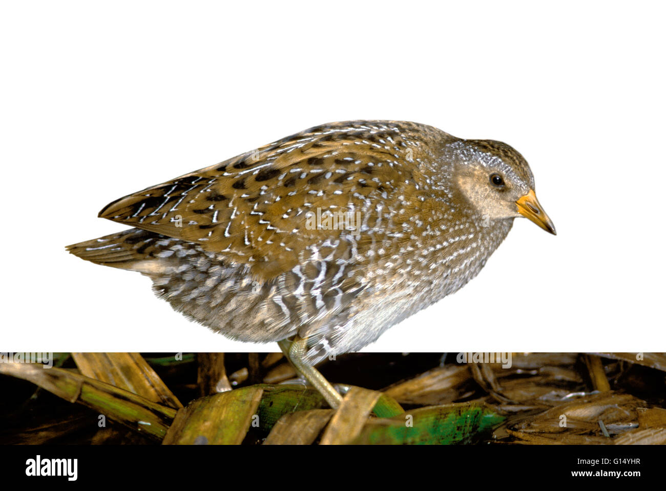 Spotted Crake - Porzana porzana Stock Photo - Alamy