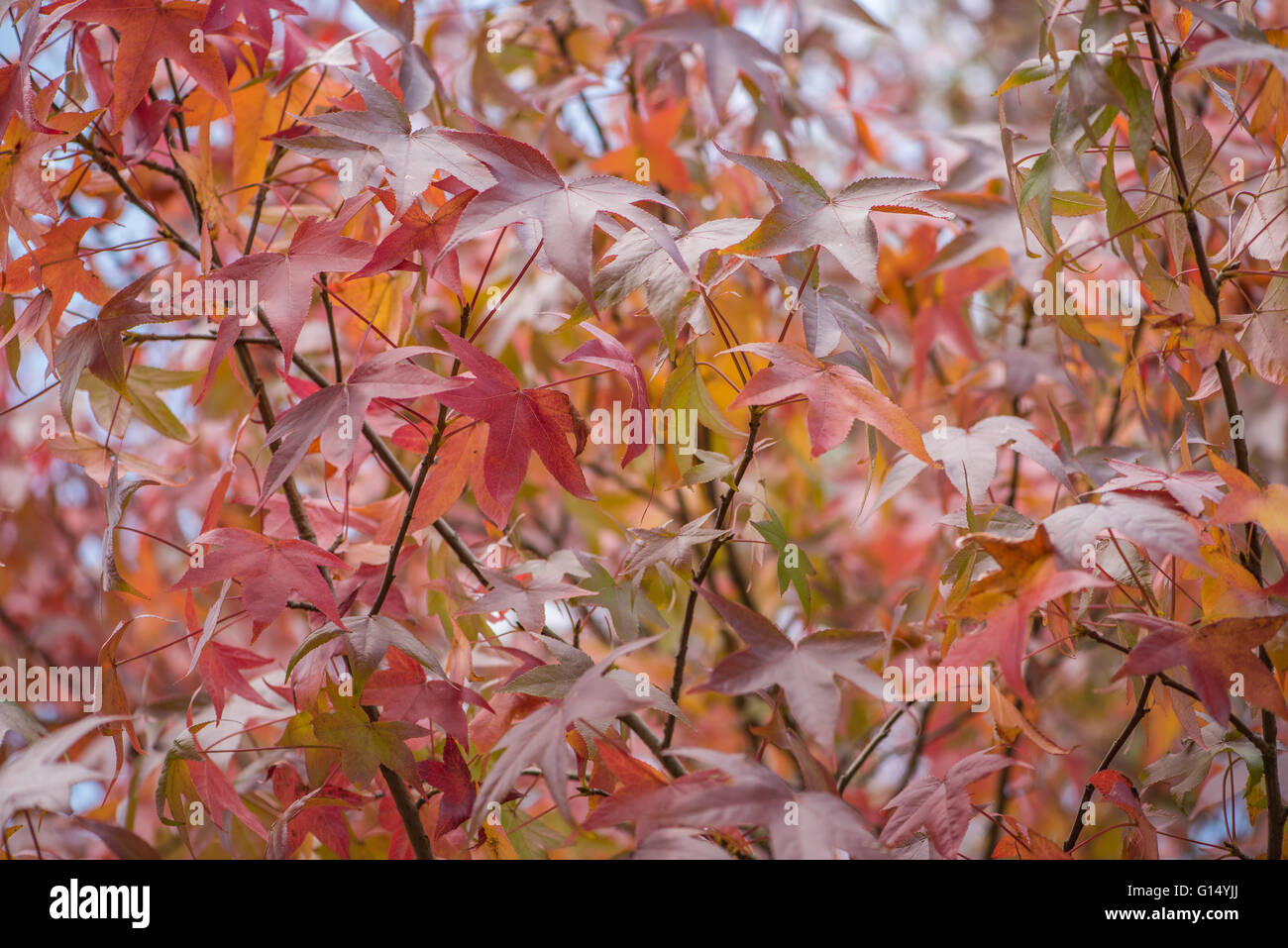 Beautiful colours colors hi-res stock photography and images - Alamy