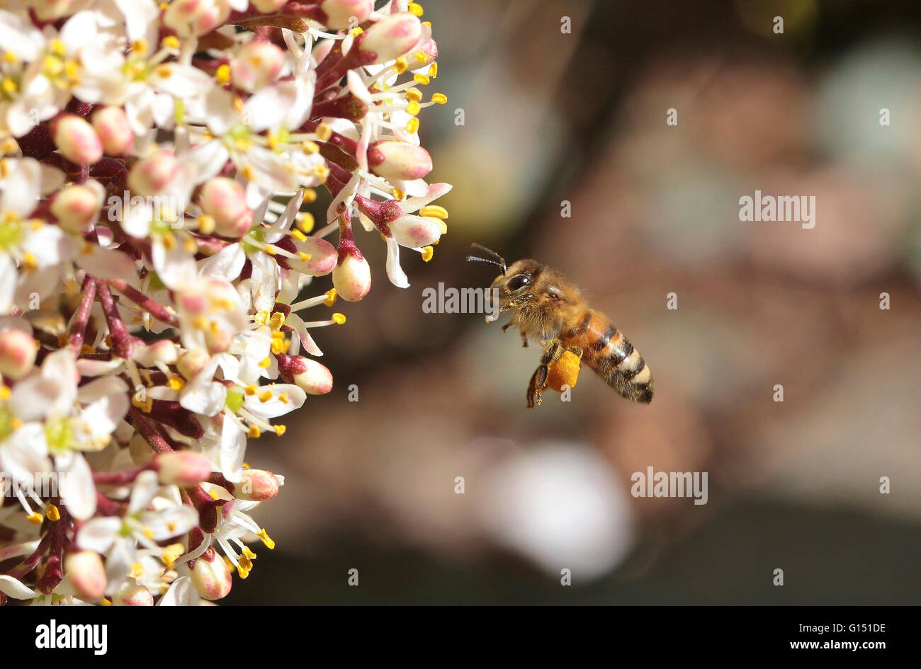 A bee collects pollen Stock Photo - Alamy