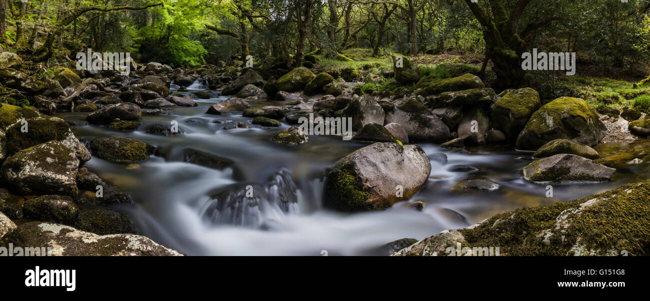 The river Plym cascading over mossy boulders through Dewerstone Wood ...