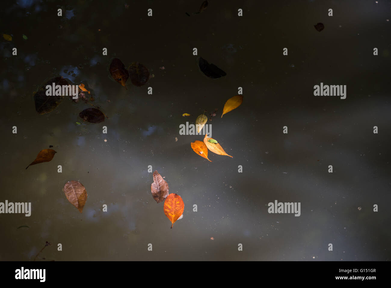 Light dappled water hi-res stock photography and images - Alamy