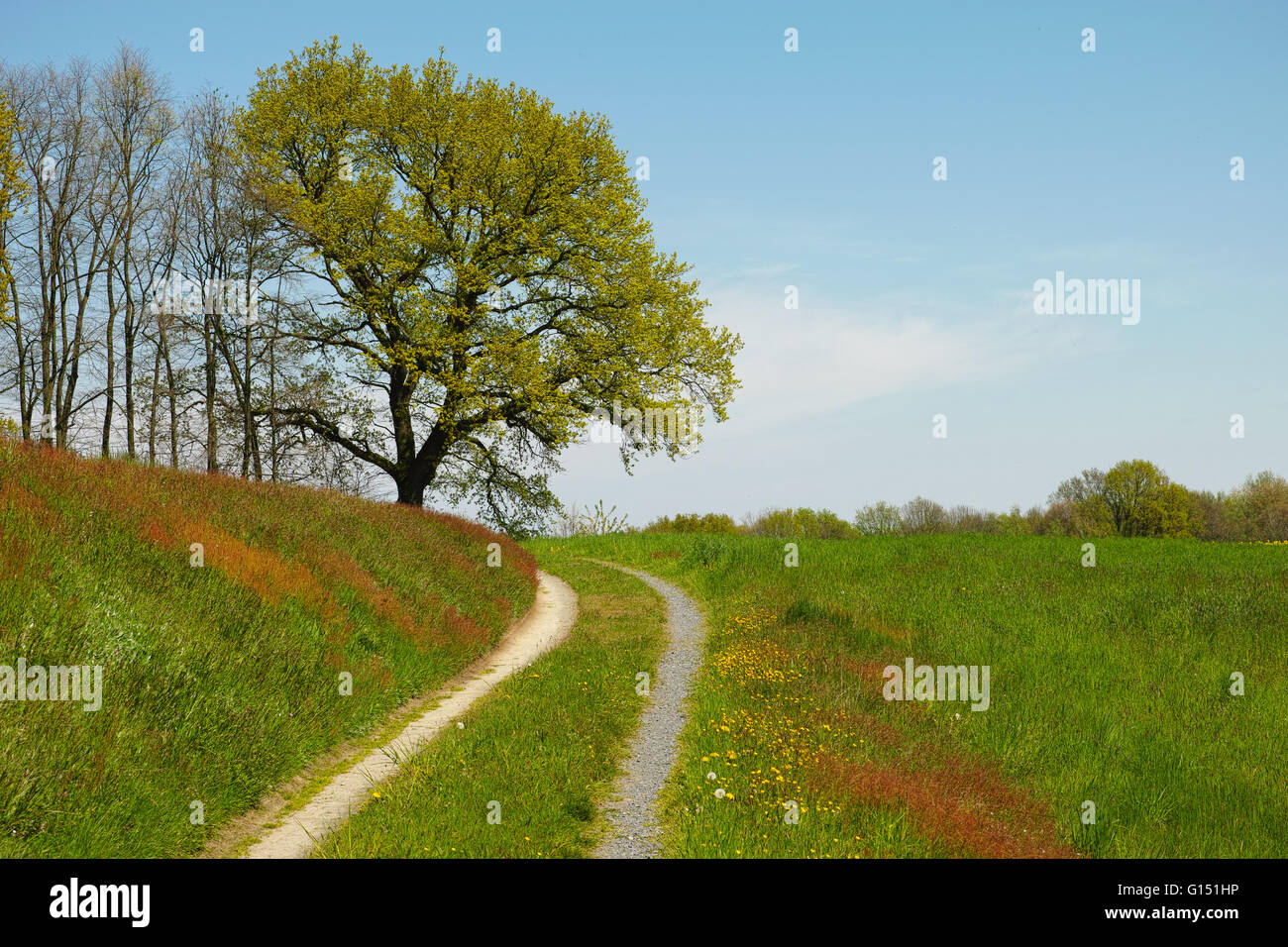 road with tree Stock Photo - Alamy