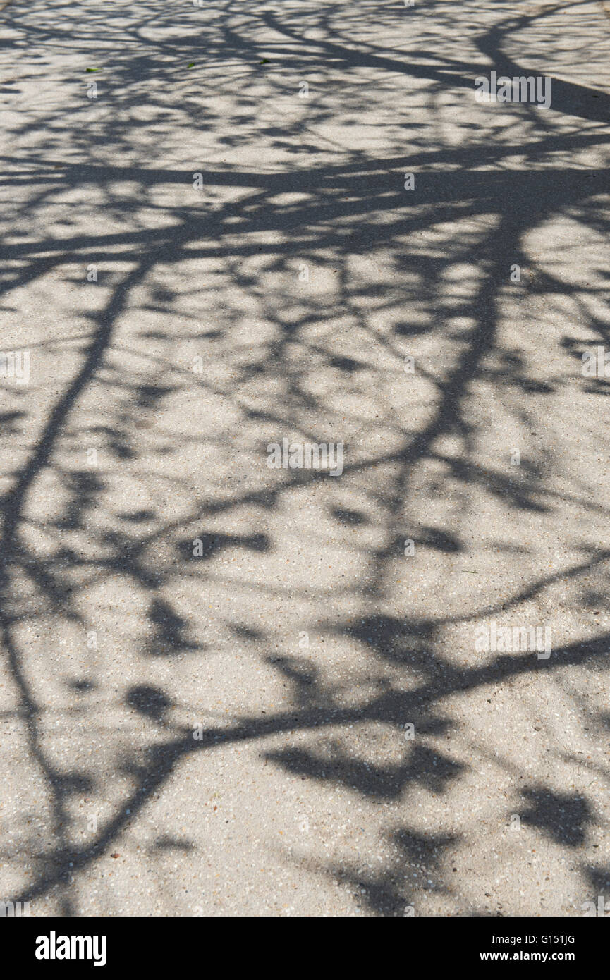 Tree shadow hi-res stock photography and images - Alamy