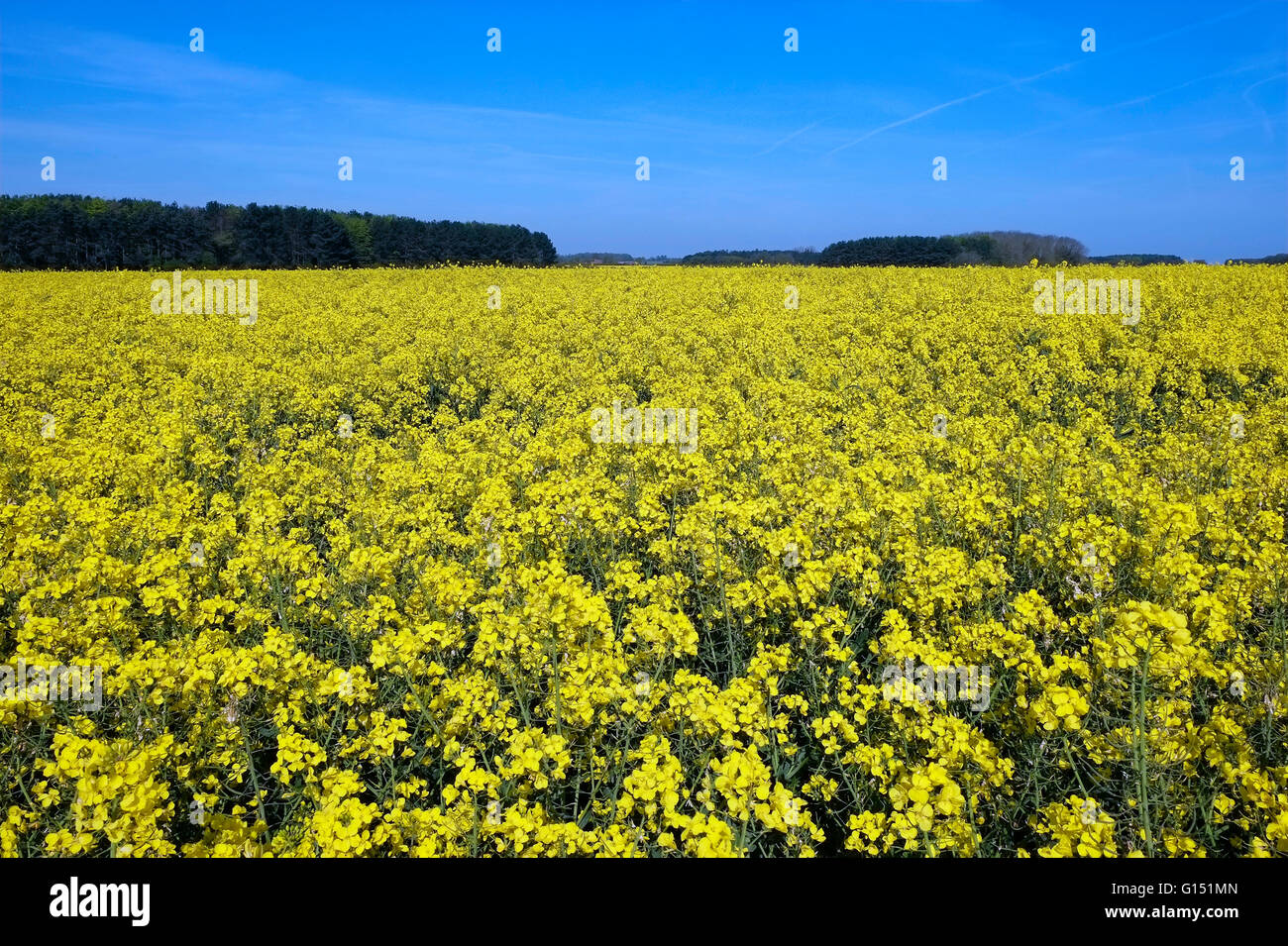 oil seed rape field, north norfolk, england Stock Photo - Alamy
