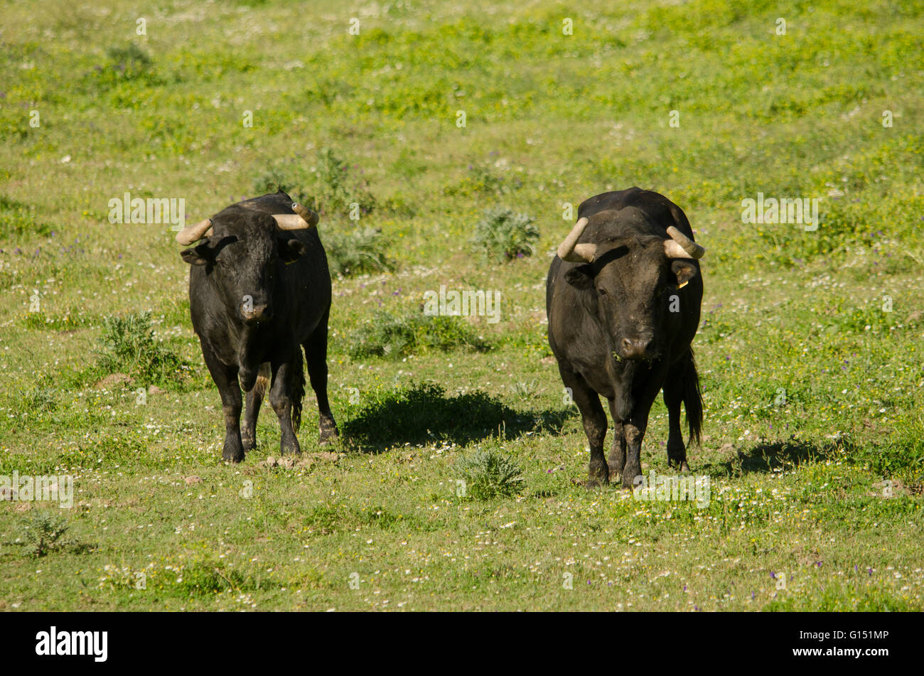 Spanish fighting cattle hi-res stock photography and images - Alamy