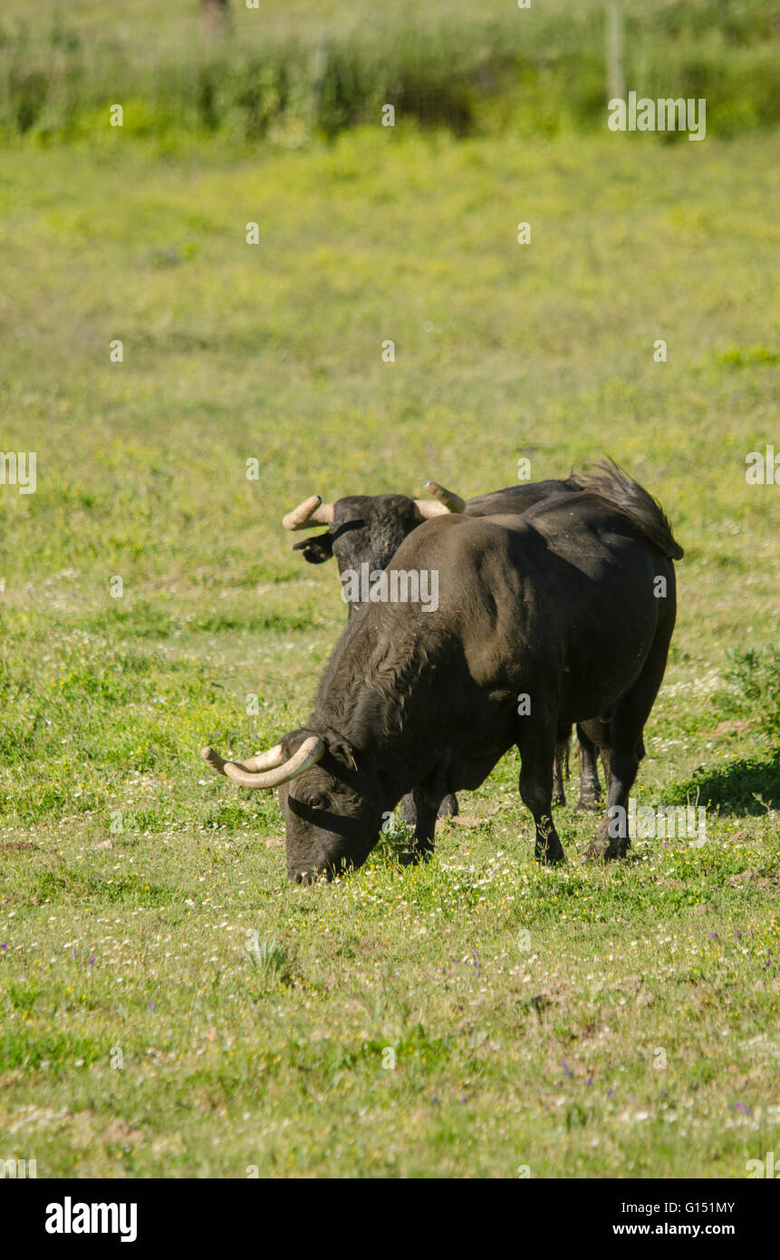Black spanish fighting bull hi-res stock photography and images - Alamy