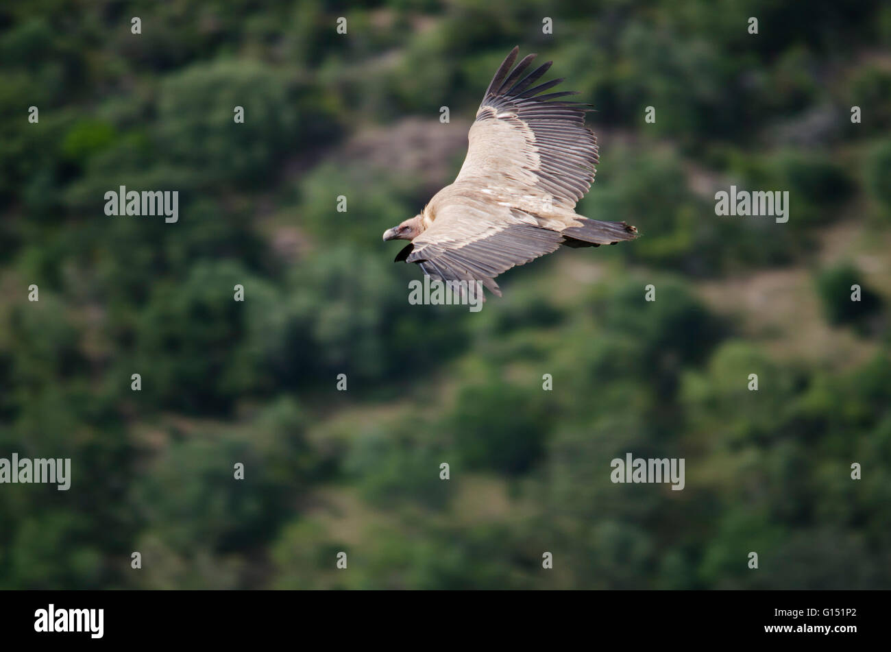 Griffon vulture in flight at Penafalcon, Monfrague National Park ...