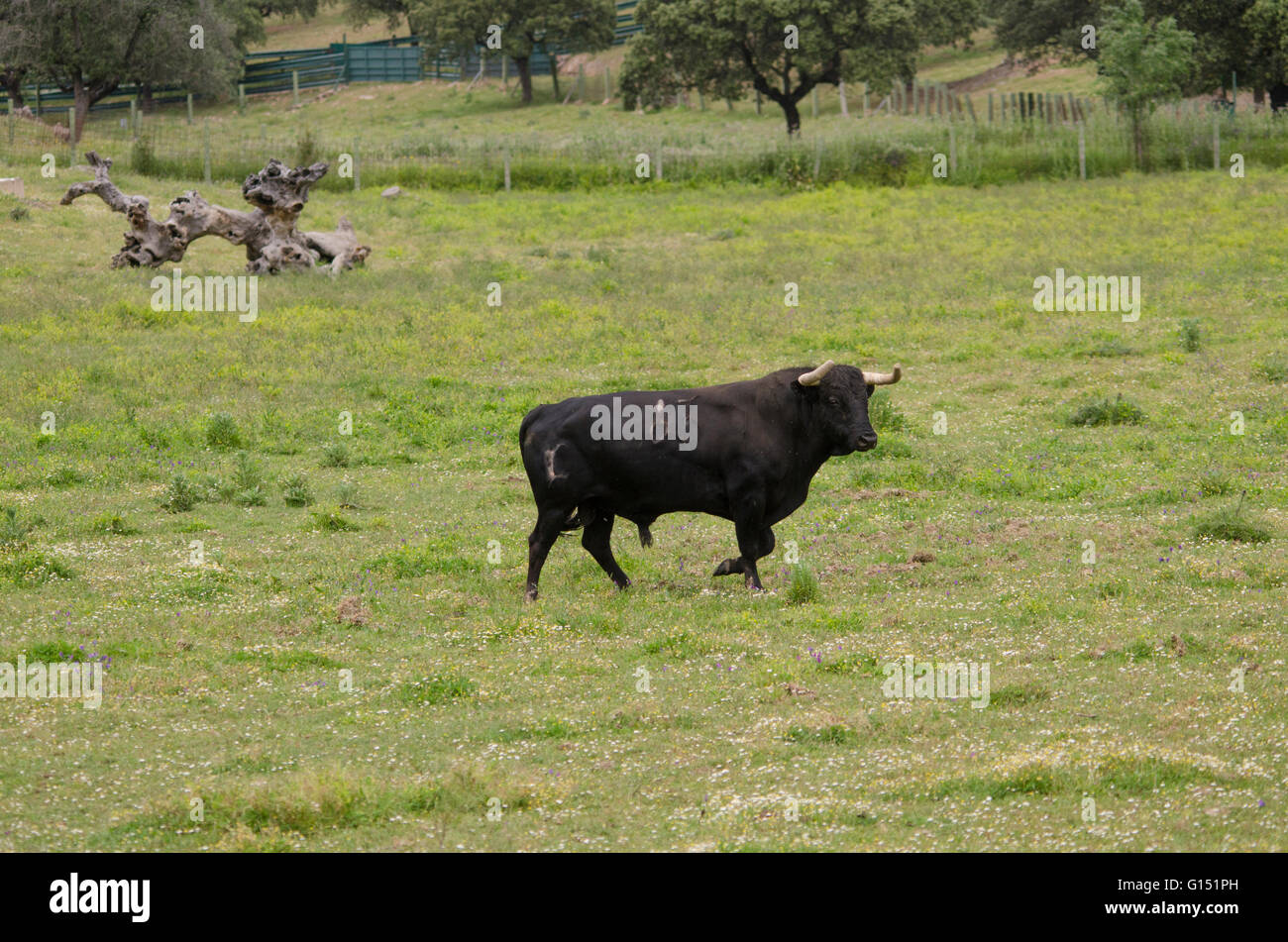 Spanish fighting bull hi-res stock photography and images - Alamy