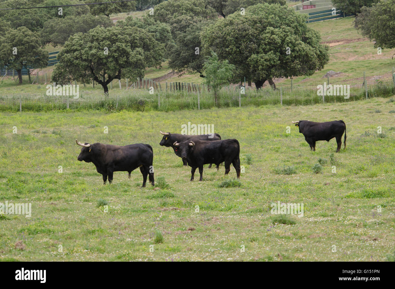 Lidia hi-res stock photography and images - Alamy