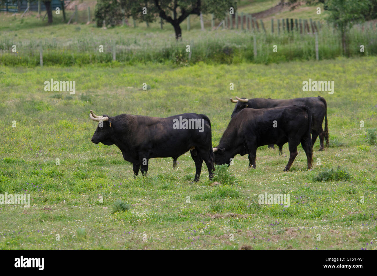 Lidia hi-res stock photography and images - Alamy