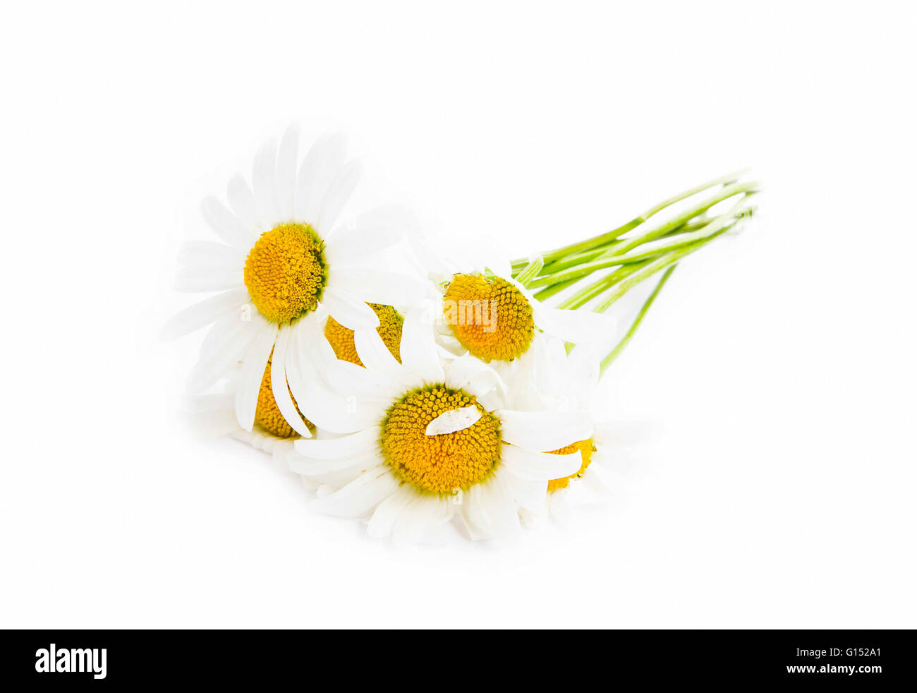 Camomile medicinal plant and flowers isolated on white Stock Photo - Alamy