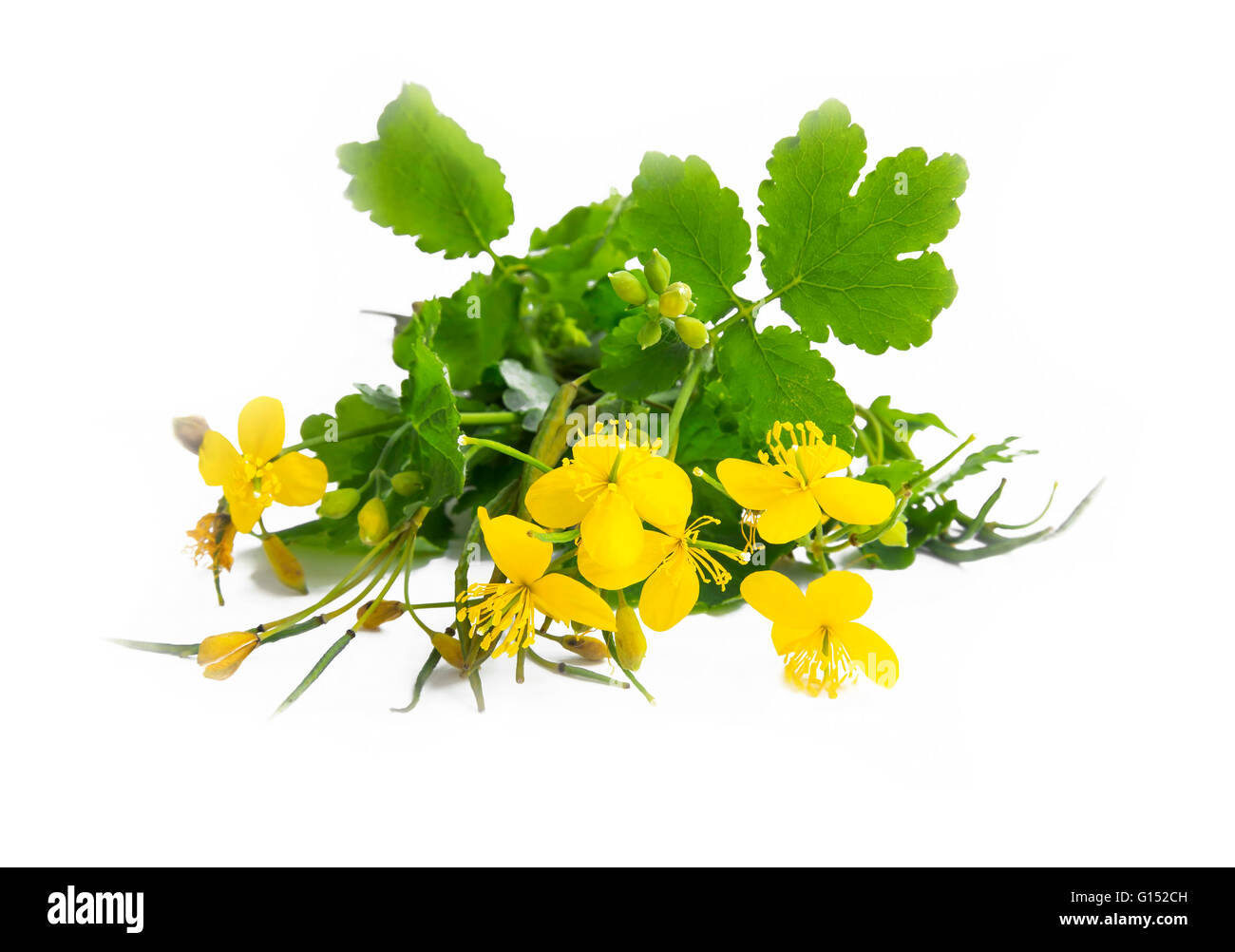 Blooming celandine Cut Out Stock Images & Pictures - Alamy
