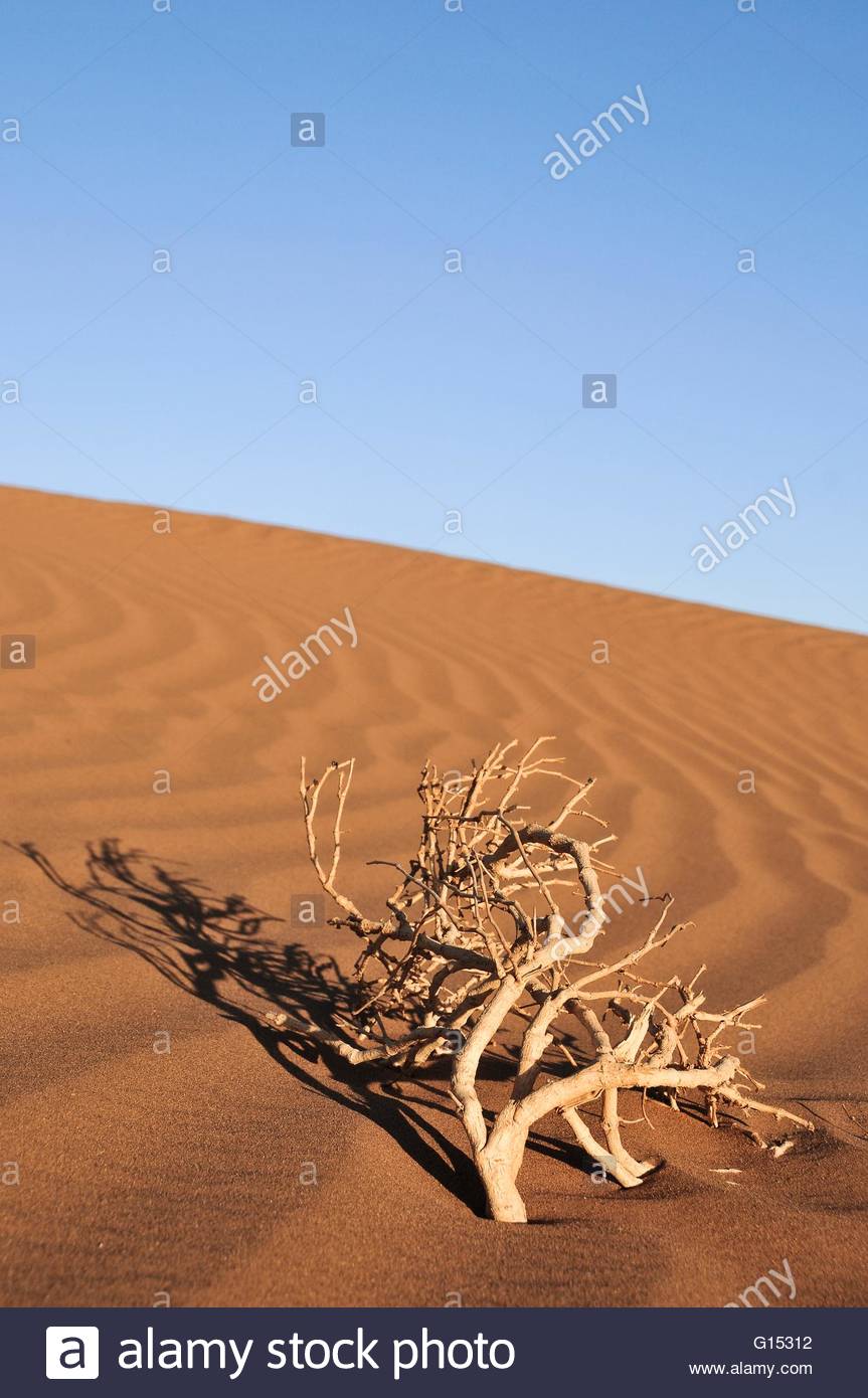Dead Tree In Sahara Desert Stock Photos & Dead Tree In Sahara Desert ...