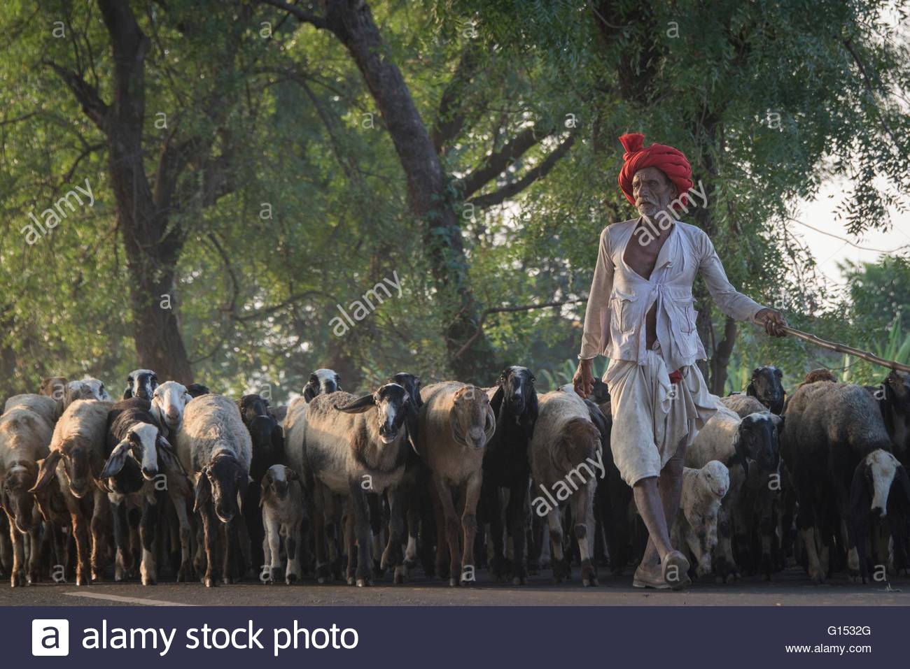 Sheeps India Stock Photos & Sheeps India Stock Images - Alamy