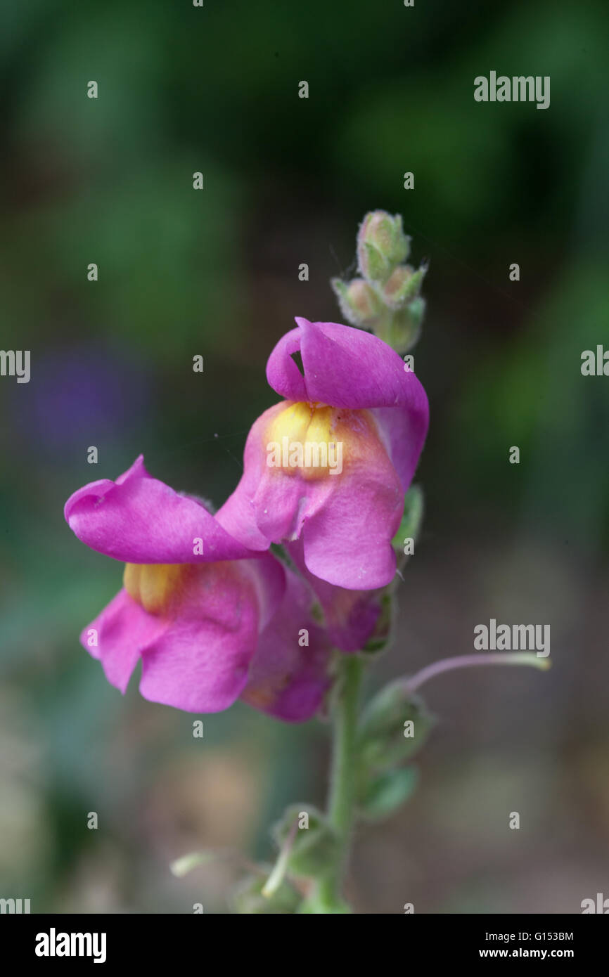 Name majus hi-res stock photography and images - Alamy