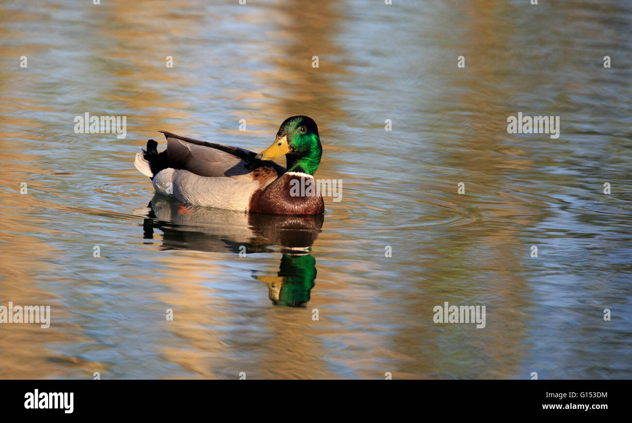 A mallard duck swimming in pond on spring day Stock Photo - Alamy