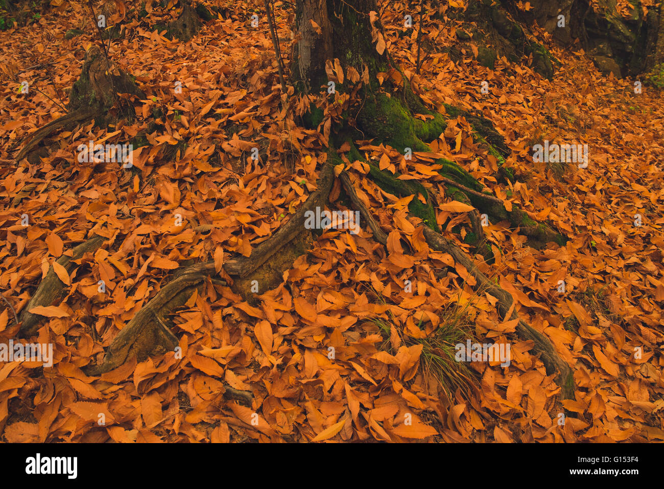 Big tree roots hi-res stock photography and images - Alamy